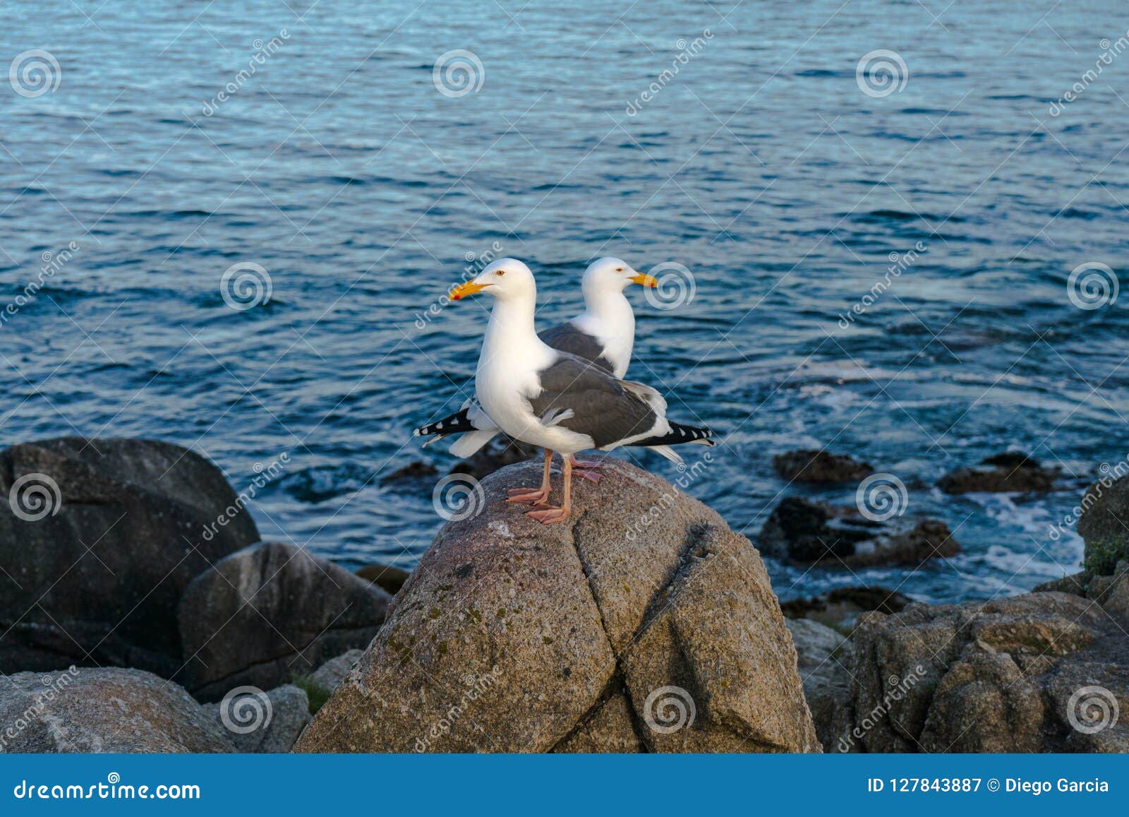 2 Seagulls Watching Eachothers Back Stock Image - Image of beak ...