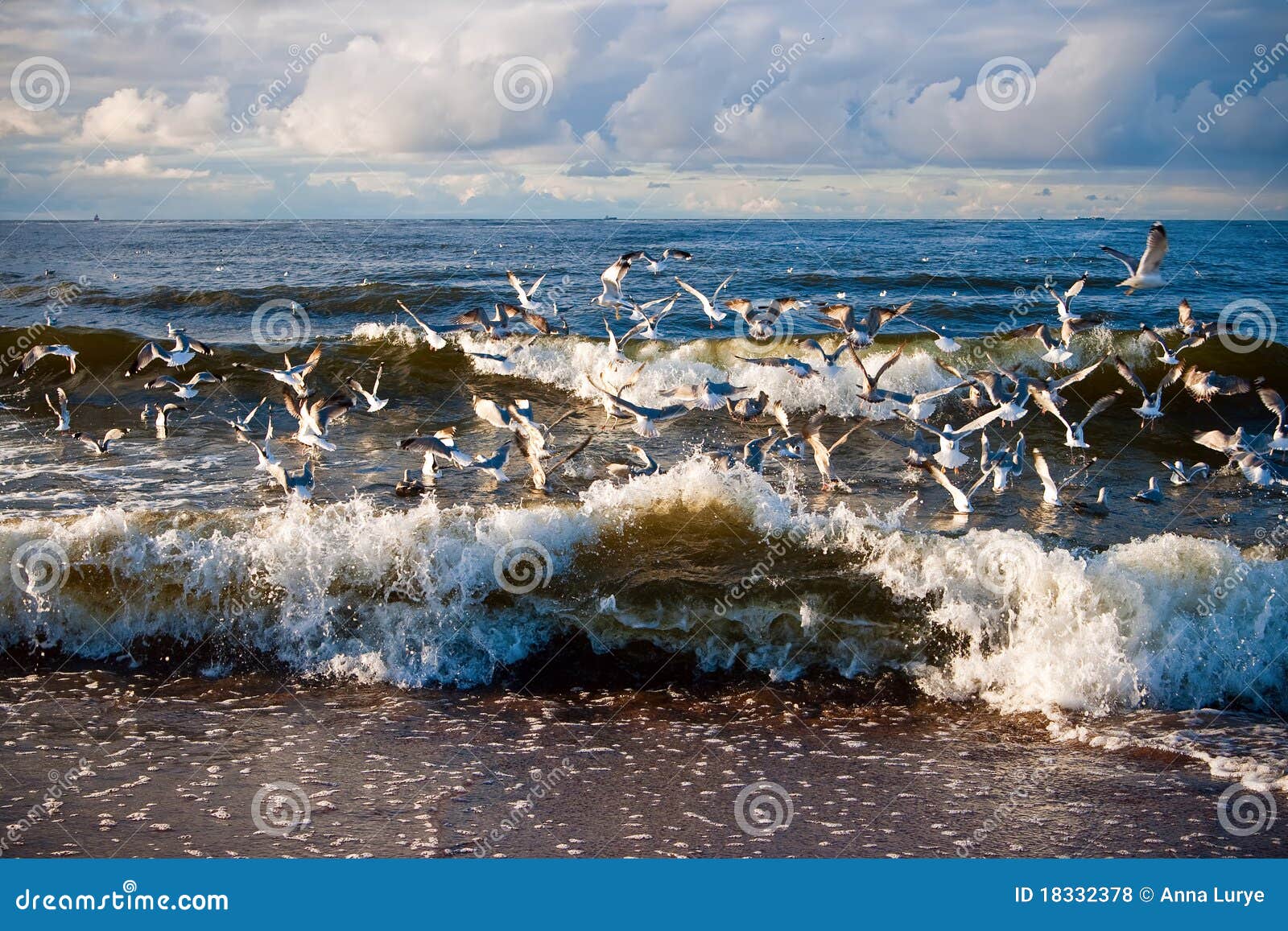 Seagulls and Waves stock photo. Image of rough, europe - 18332378