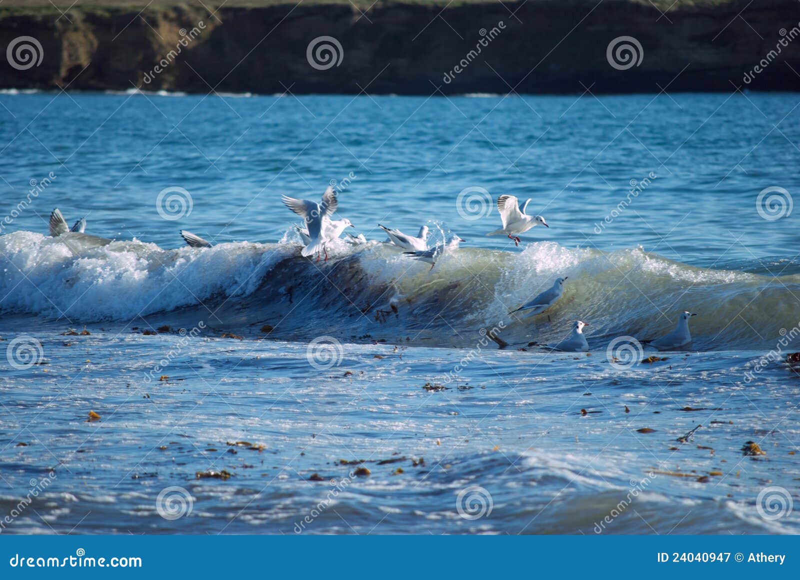 Seagulls on waves stock image. Image of seagull, gull - 24040947