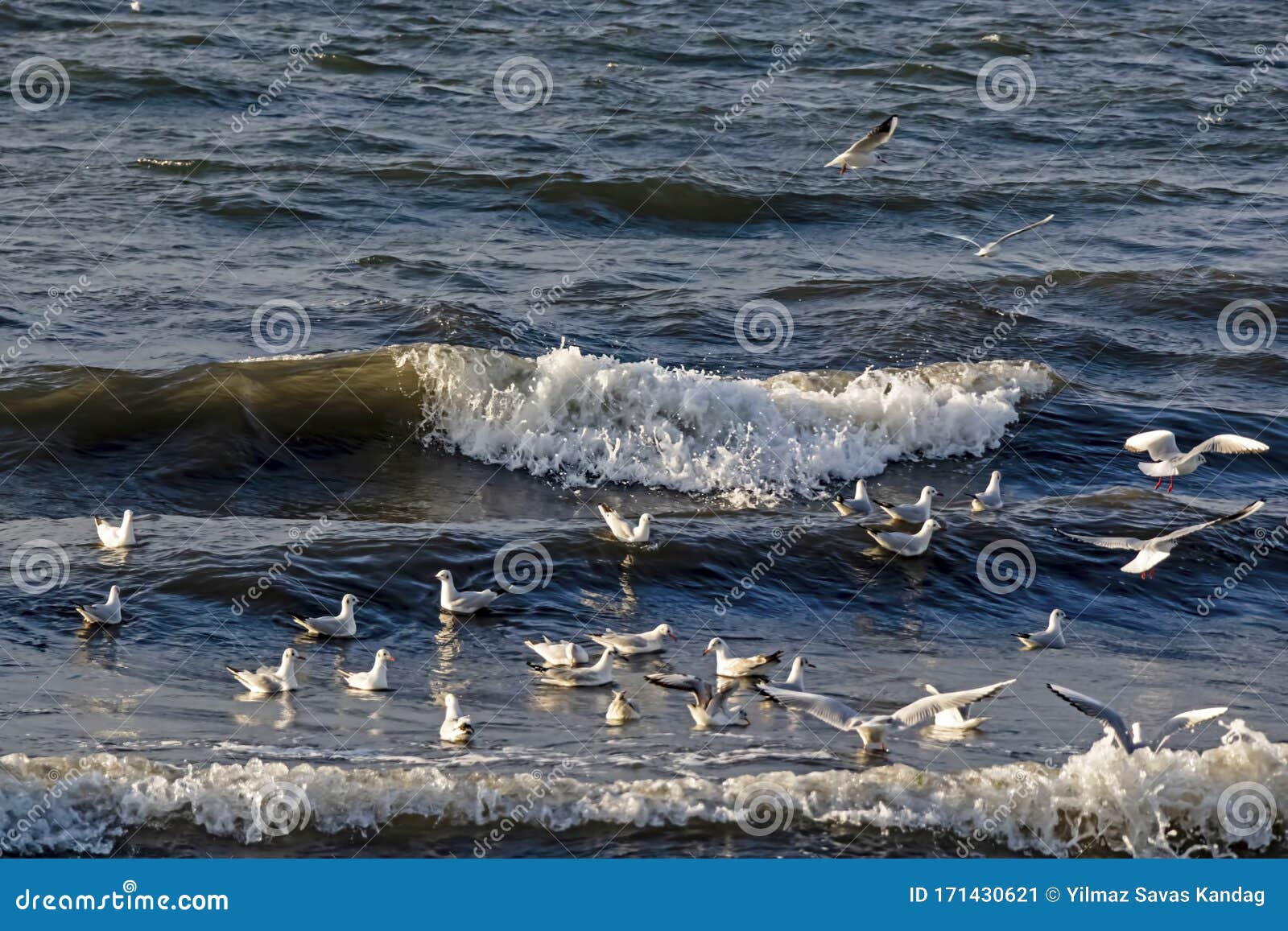Seagulls and Waves at the Sea Side Stock Image - Image of beautiful ...