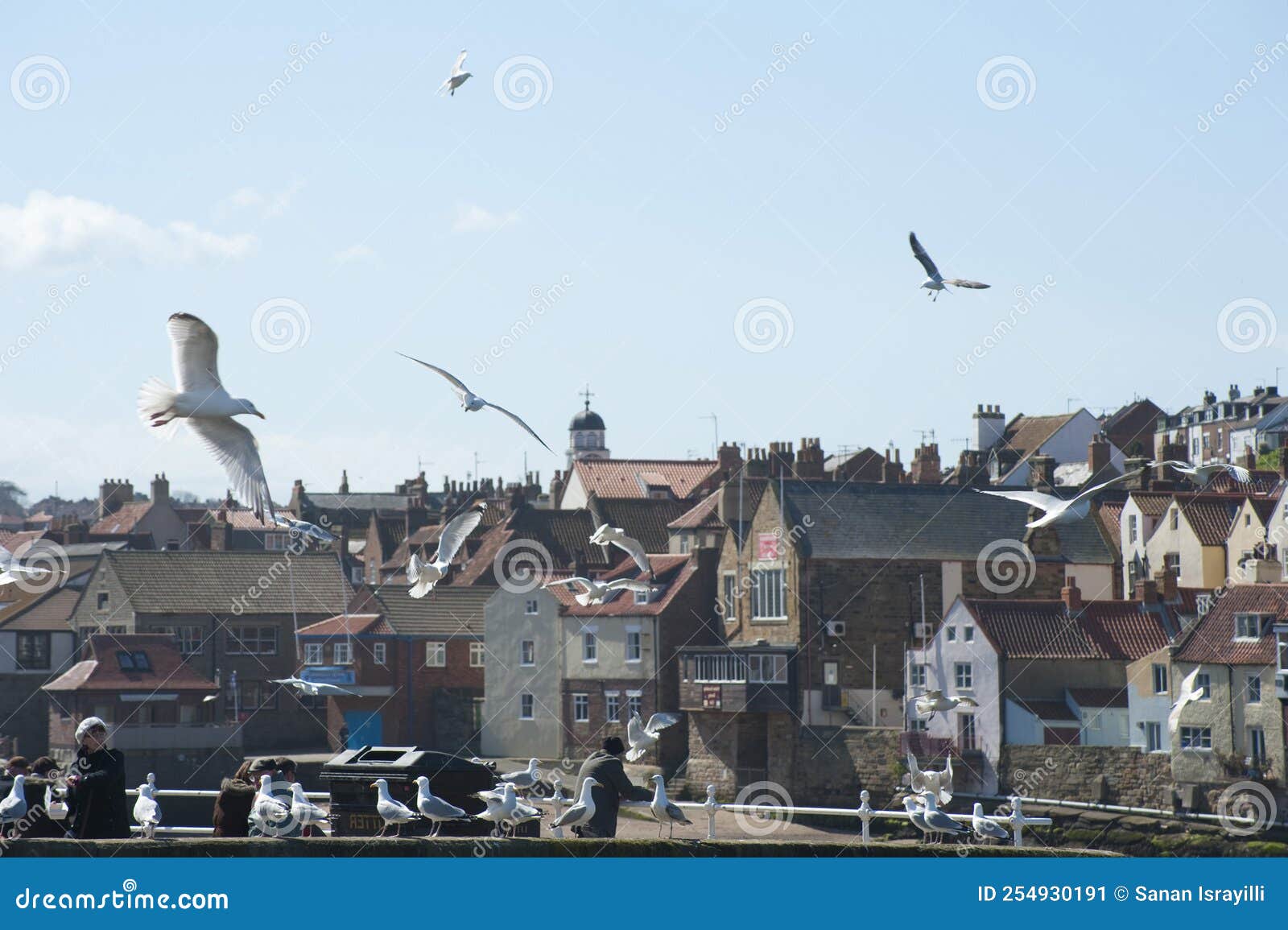 Seagulls at Whitby stock image. Image of seagulls, houses - 254930191