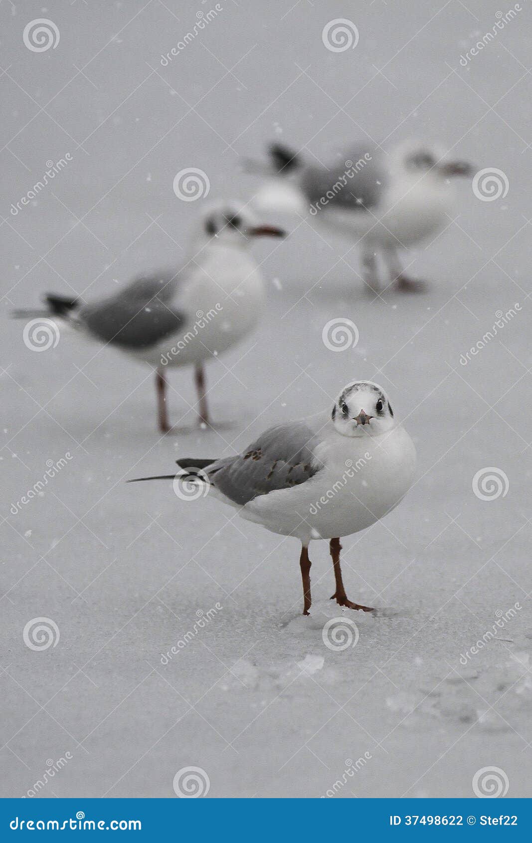 Seagulls in winter time stock photo. Image of beak, nature - 37498622