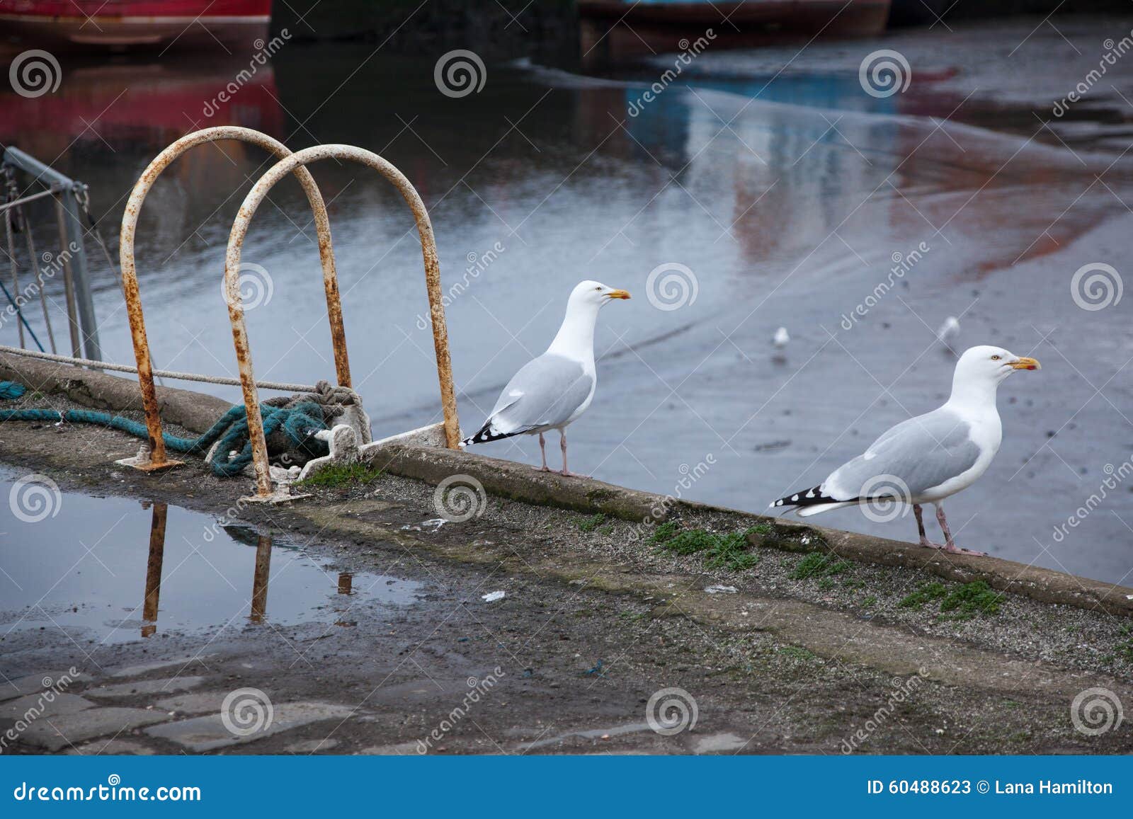 Seaguls on the harbor stock image. Image of scotland - 60488623