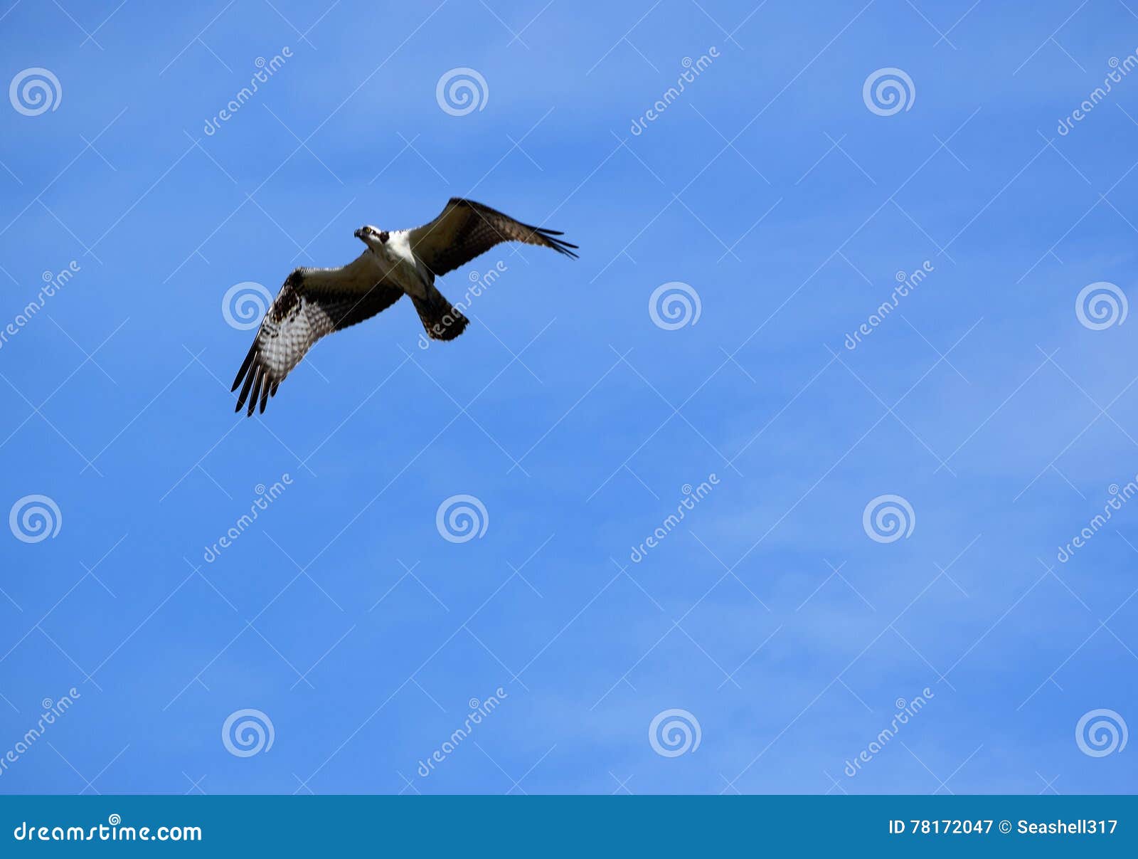 Seahawk stock image. Image of eyes, predator, yellow - 78172047