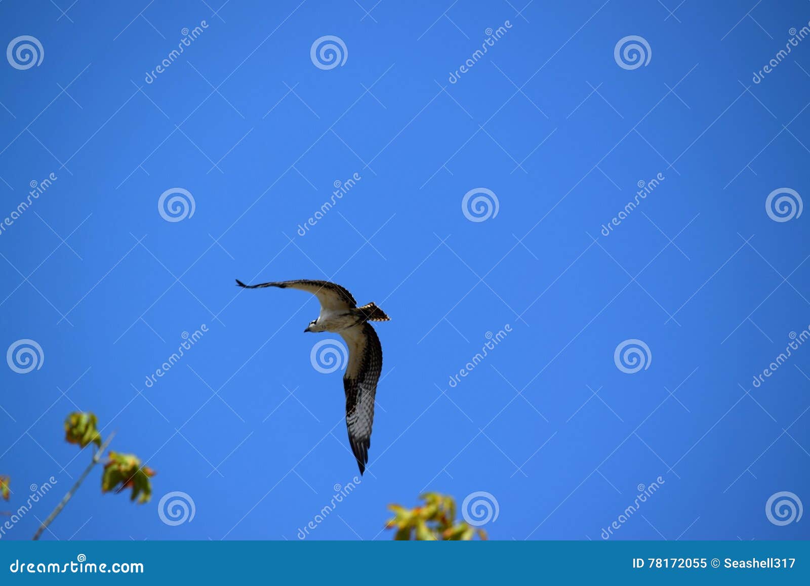 Seahawk stock image. Image of flying, high, predator - 78172055