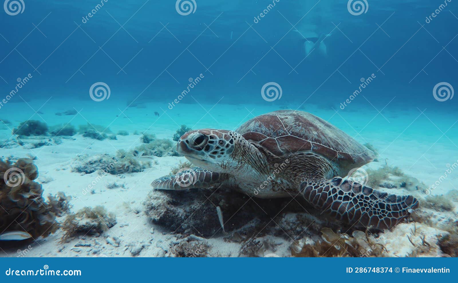 Seahawk Turtle on Sandy Reef Bottom of Ocean. a Floating Turtle ...