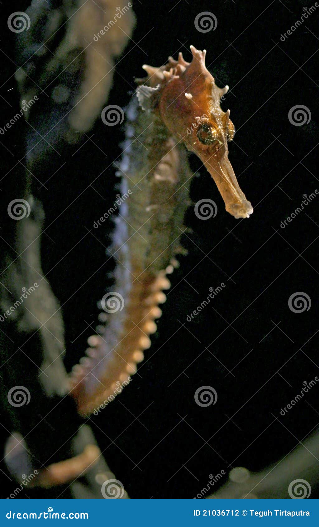 Seahorse stock photo. Image of indonesia, animal, wildlife - 21036712