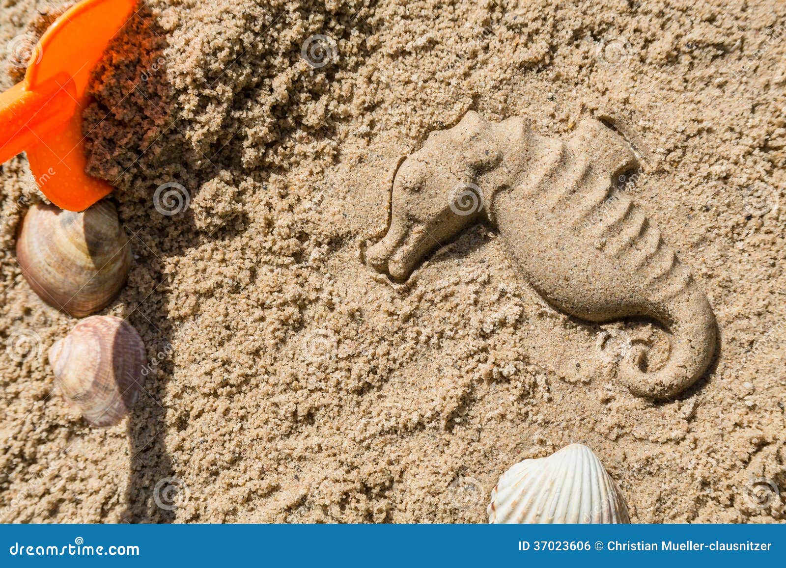 Seahorse stock photo. Image of sand, summer, shell, sunny - 37023606