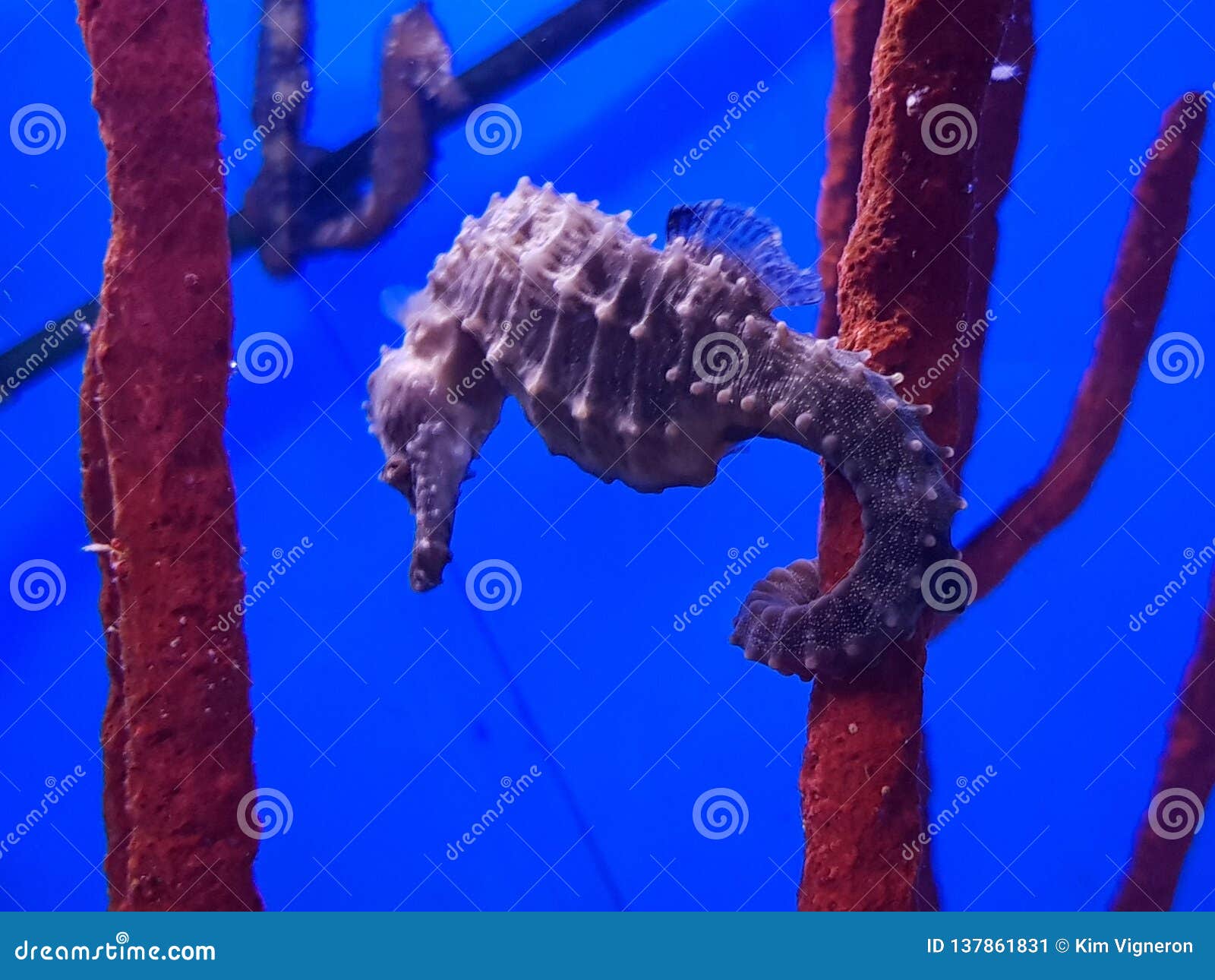 Seahorse in an aquarium stock image. Image of brown - 137861831