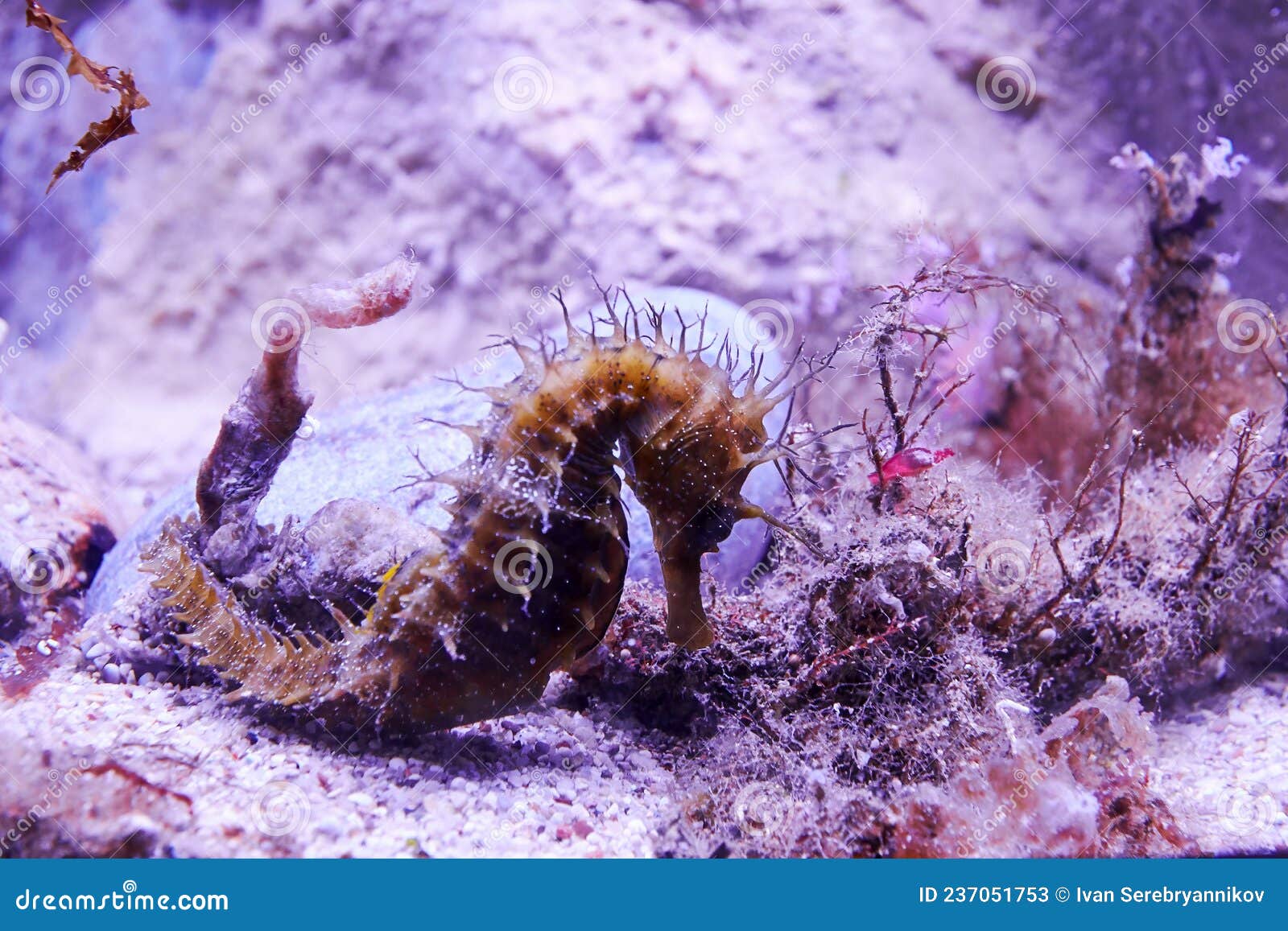 Seahorse in Coral at the Bottom of the Sea Stock Image - Image of fish ...