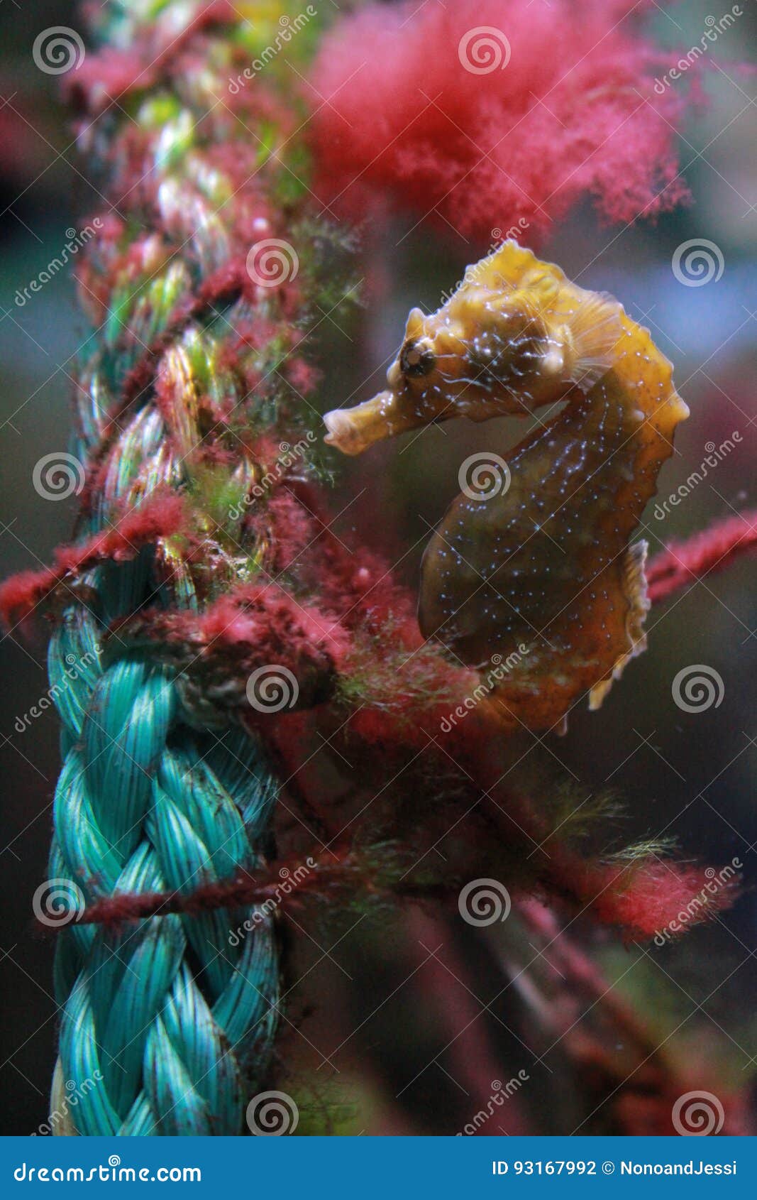 Seahorse fish stock photo. Image of scuba, aquarist, ocean - 93167992