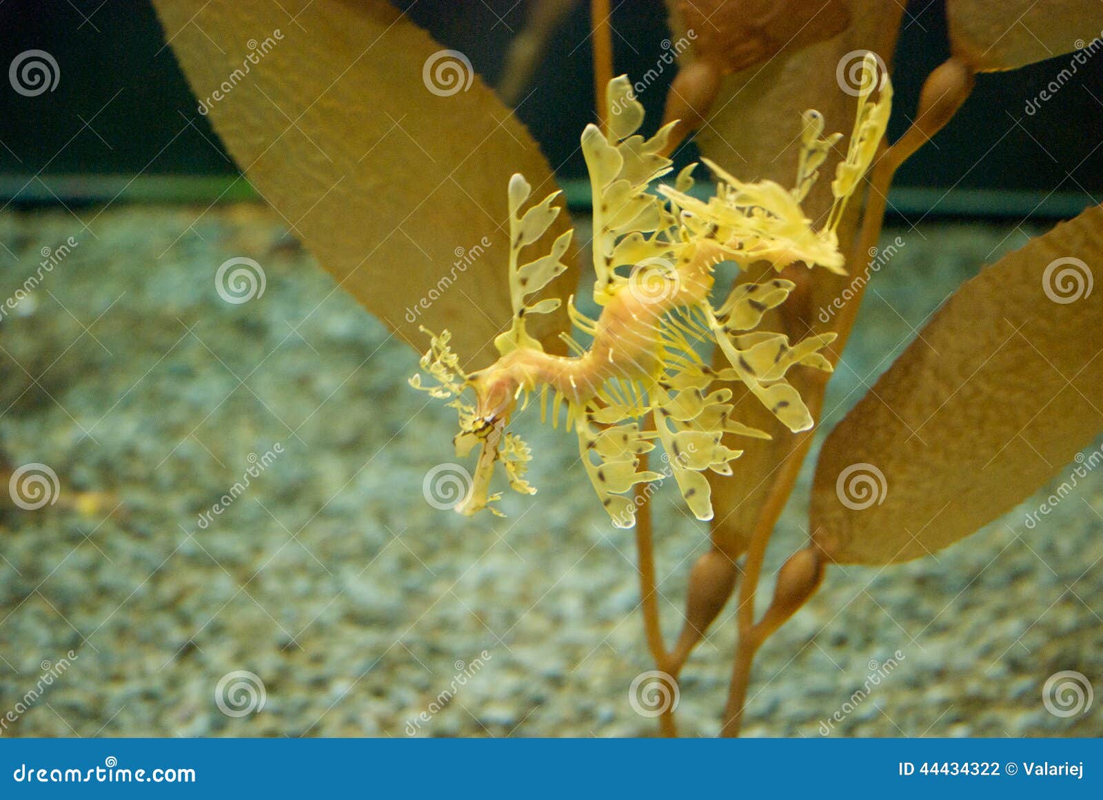 Seahorse stock photo. Image of seahorses, plant, marine - 44434322