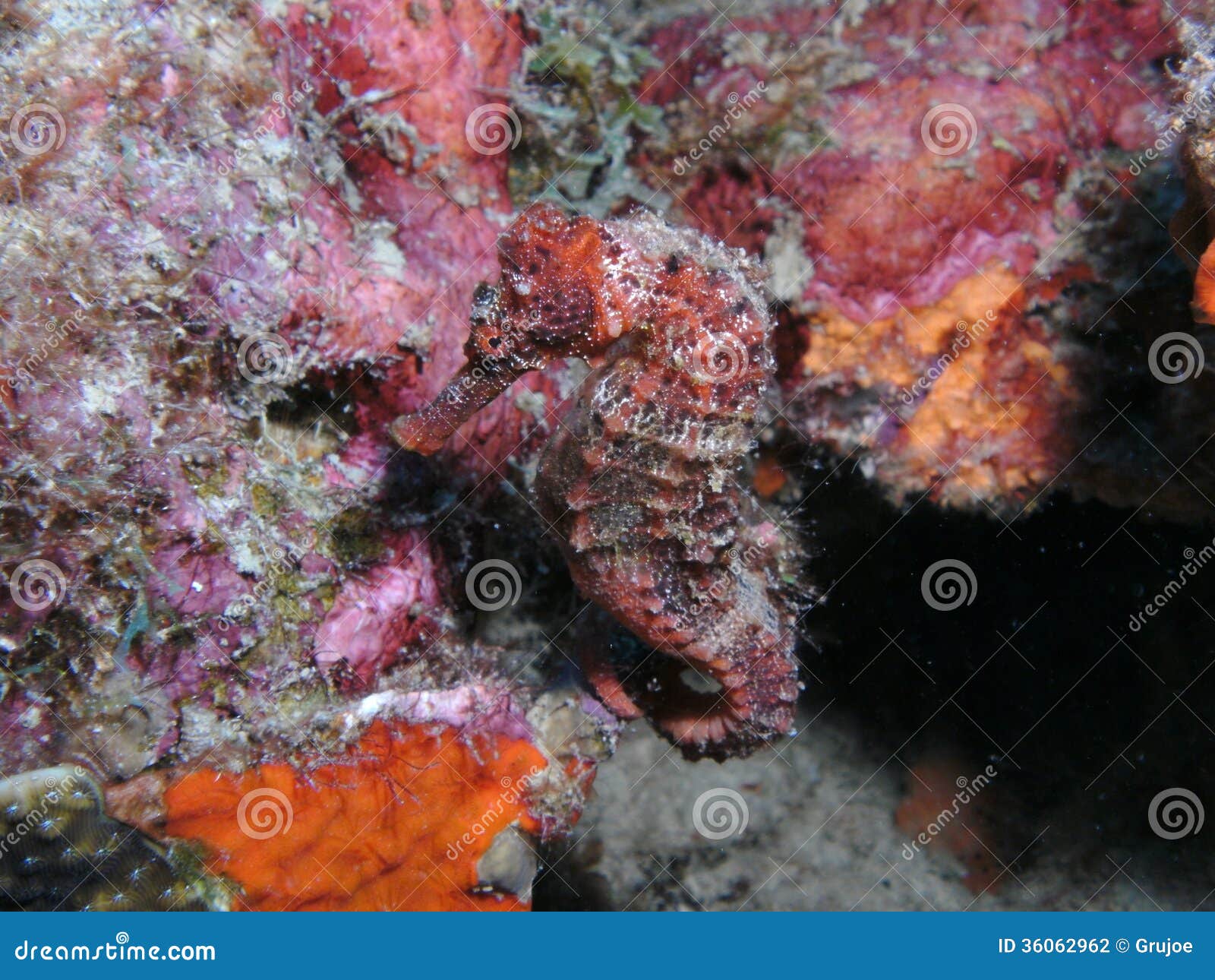 Seahorse stock photo. Image of seahorse, fish, reef, tropical - 36062962