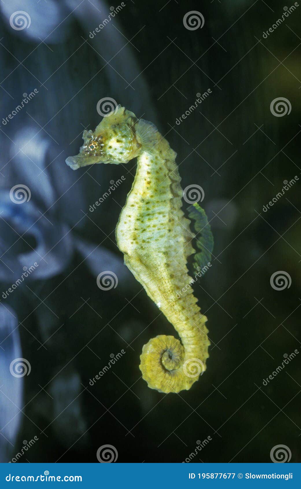 Seahorse, hippocampus sp stock image. Image of hippocampus - 195877677