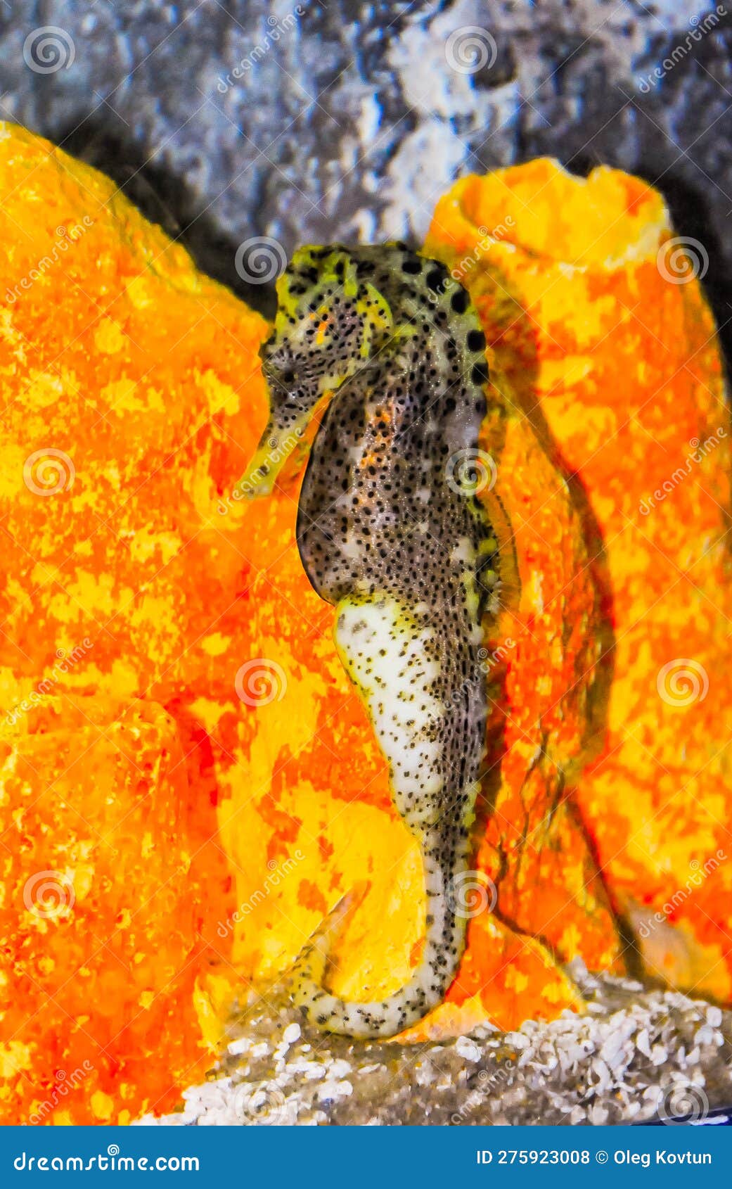 Seahorse in a Large Aquarium in the Oceanarium Stock Photo - Image of ...