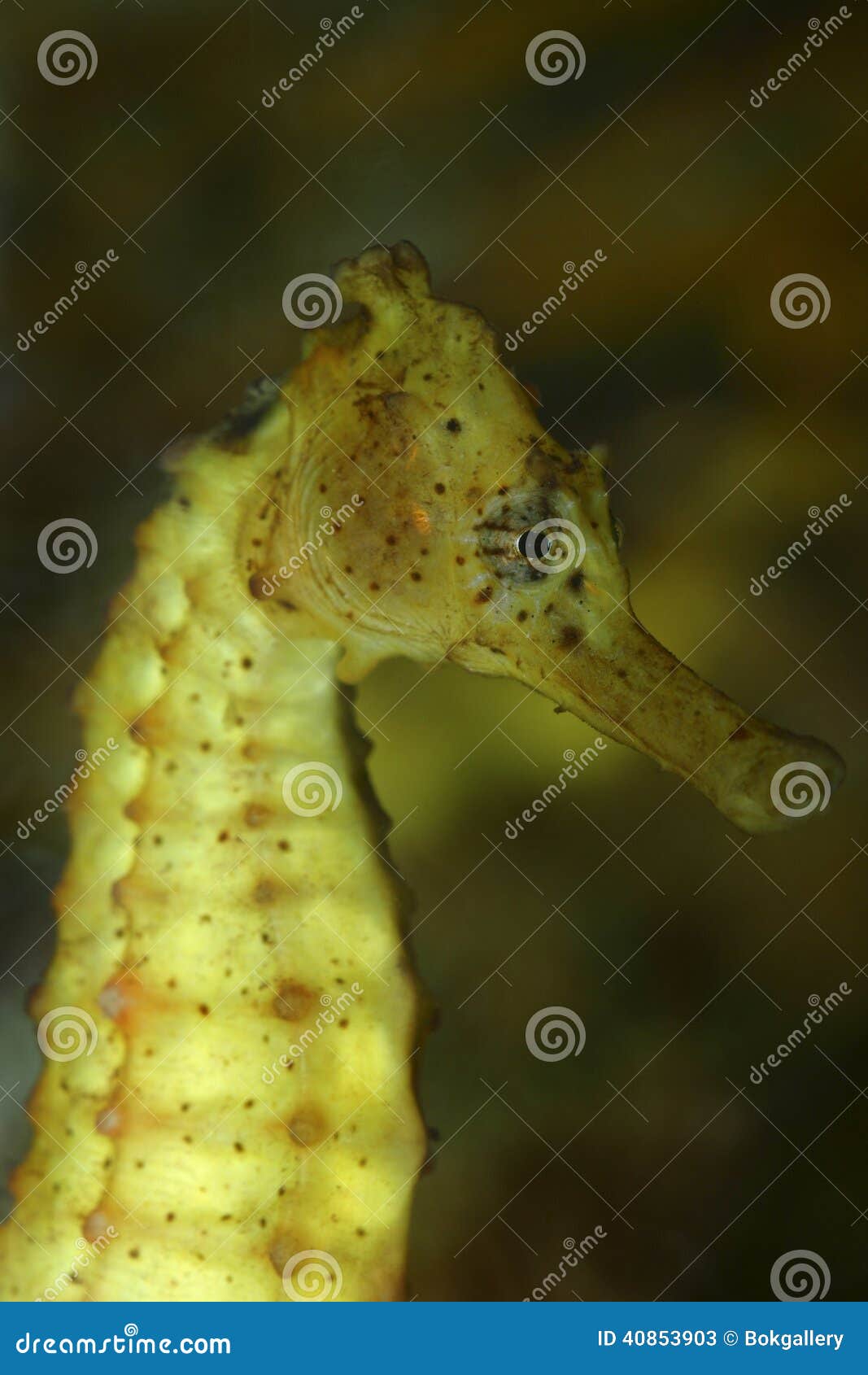 Seahorse stock image. Image of life, island, tropical - 40853903