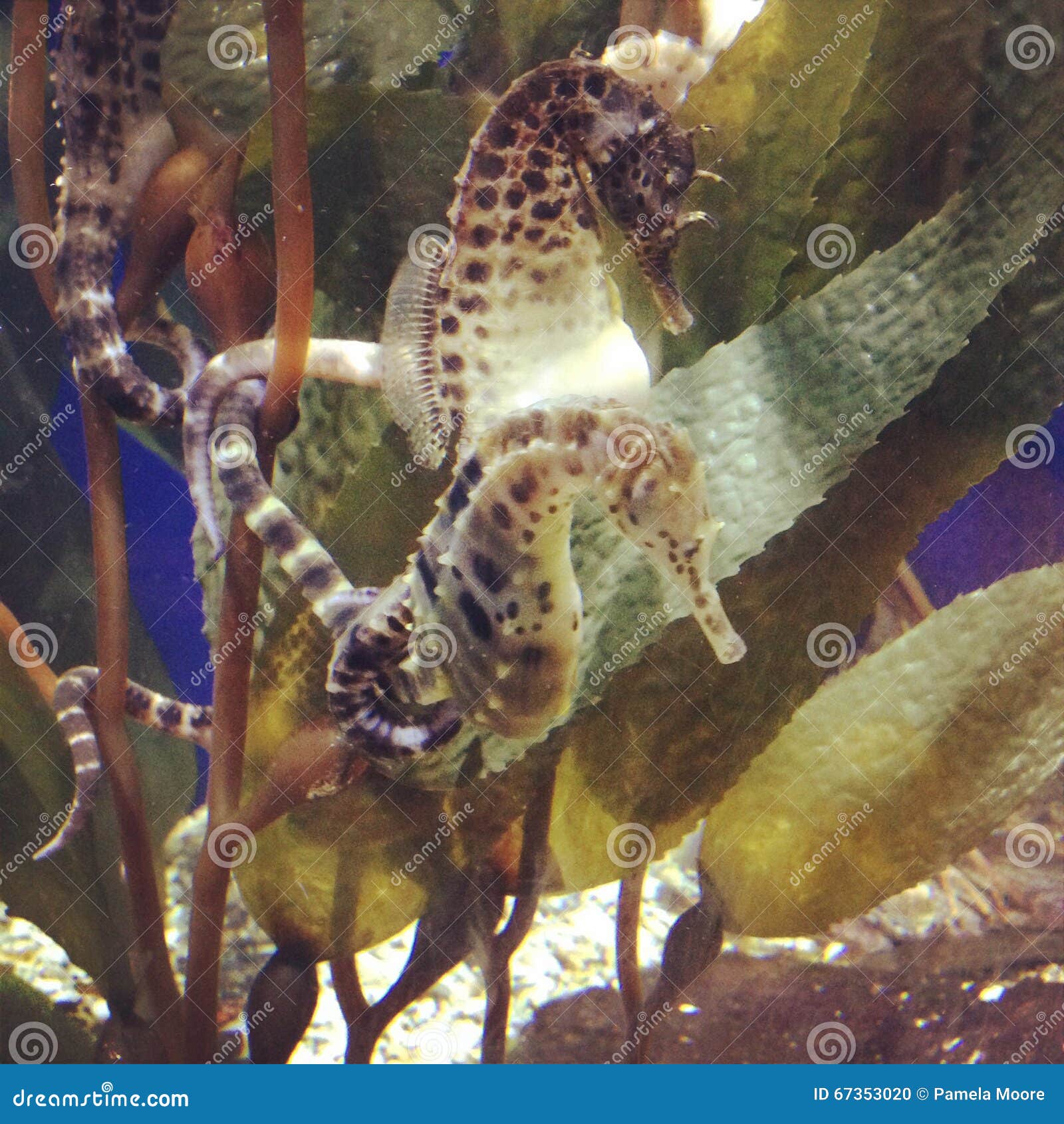 Seahorses stock photo. Image of seahorses, aquarium, fish - 67353020