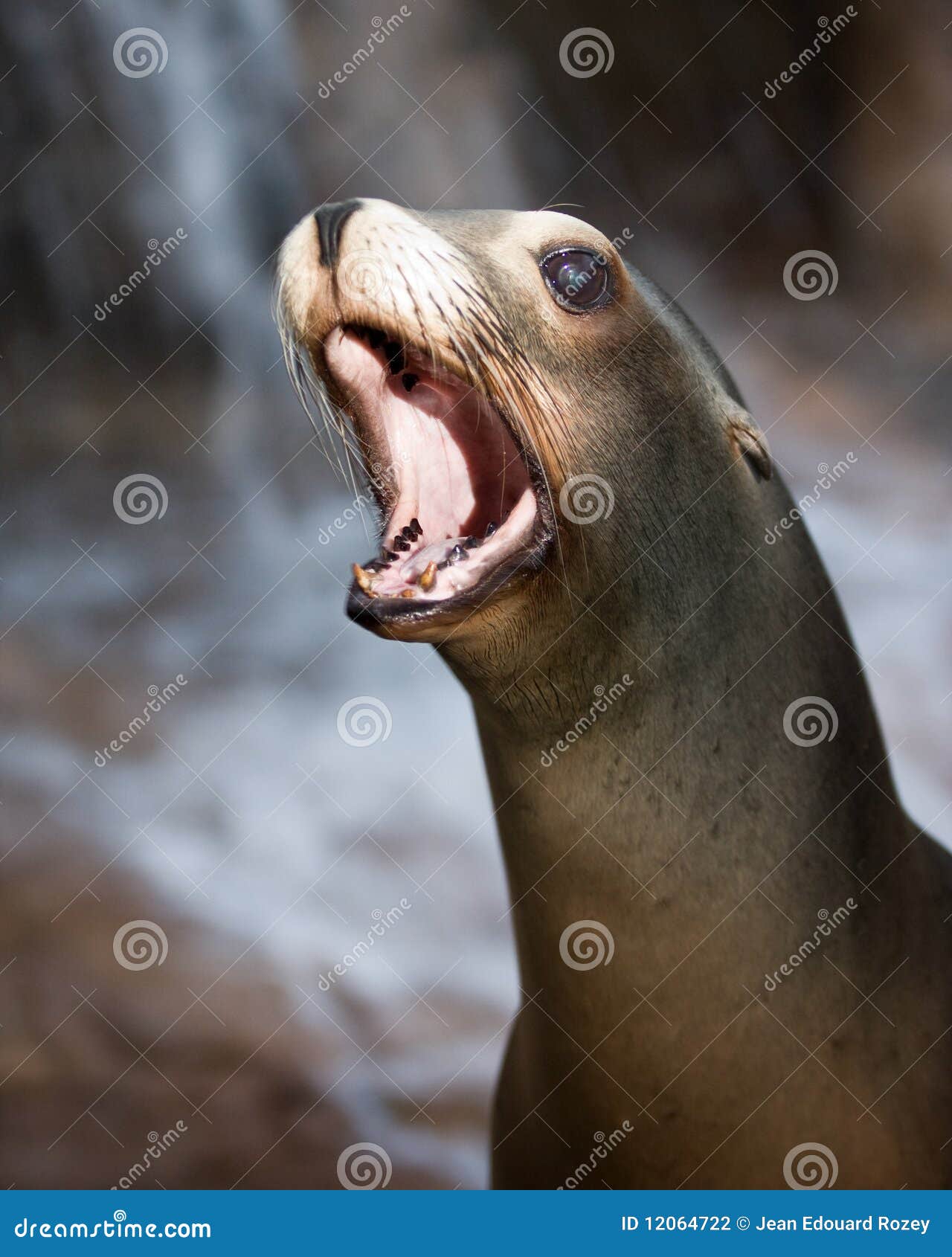 305 Barking Fish Stock Photos - Free & Royalty-Free Stock Photos from ...