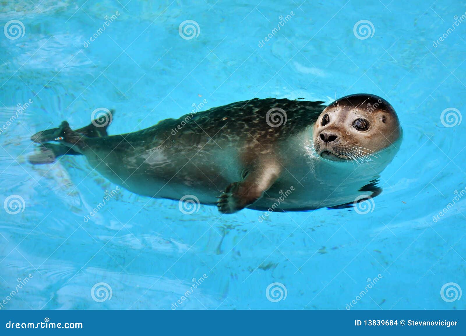 Seal stock photo. Image of blue, world, california, aquatic - 13839684
