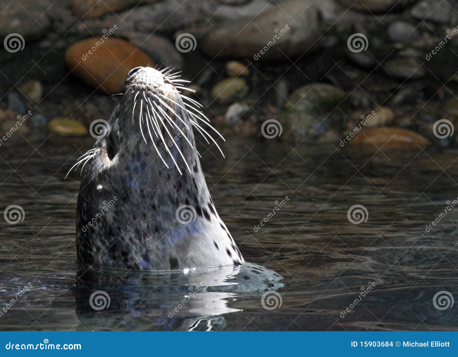 Seal stock photo. Image of seal, eyes, mammal, animal - 15903684