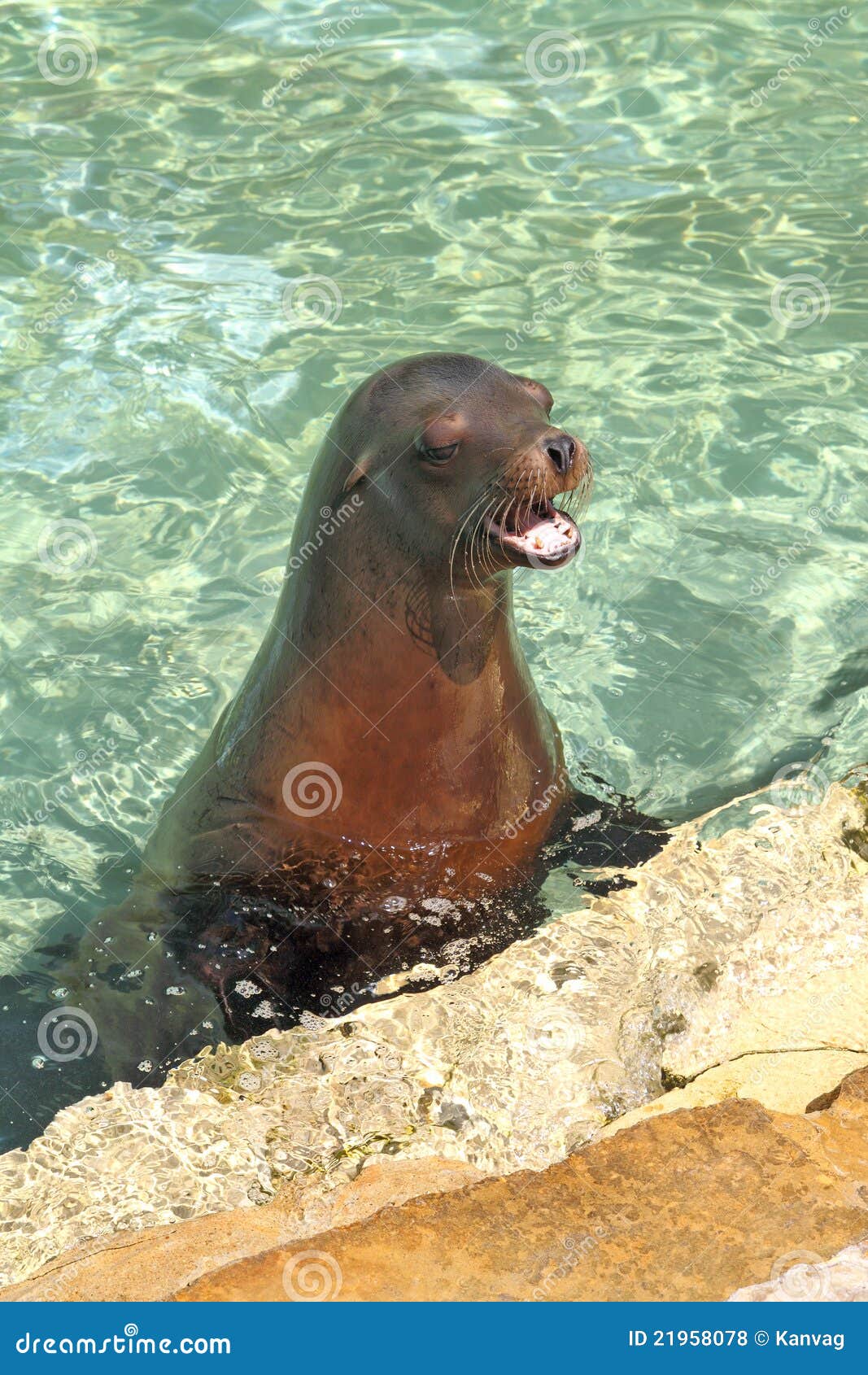 Seal stock photo. Image of pool, swimming, water, sealion - 21958078
