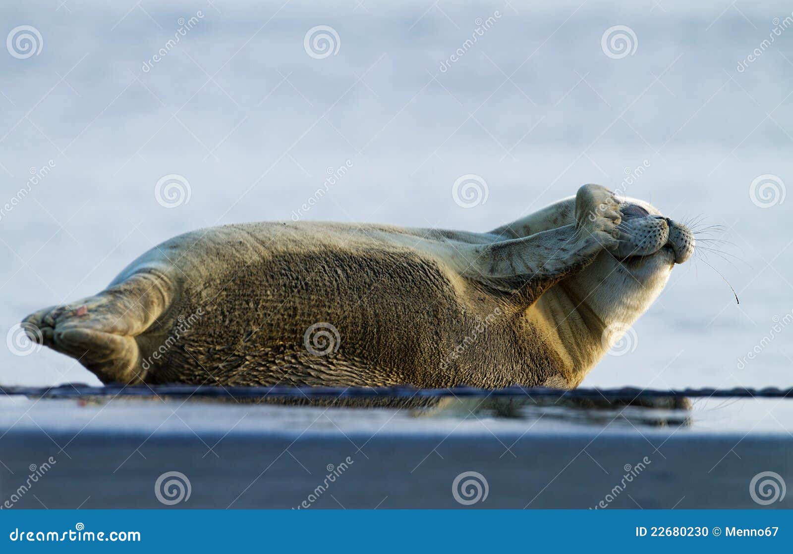 Seal stock photo. Image of fauna, wildlife, mammal, landscape - 22680230