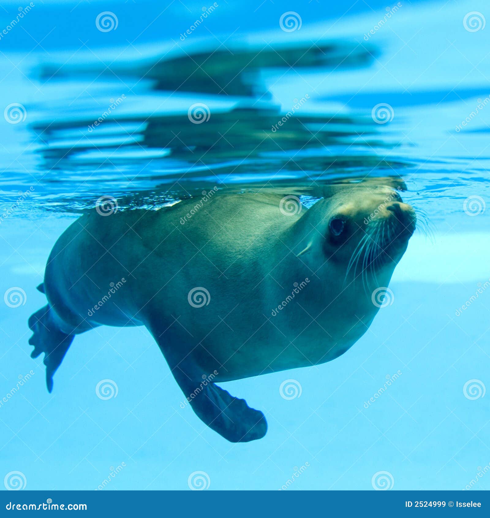 Seal stock image. Image of blue, animal, streamline, water - 2524999