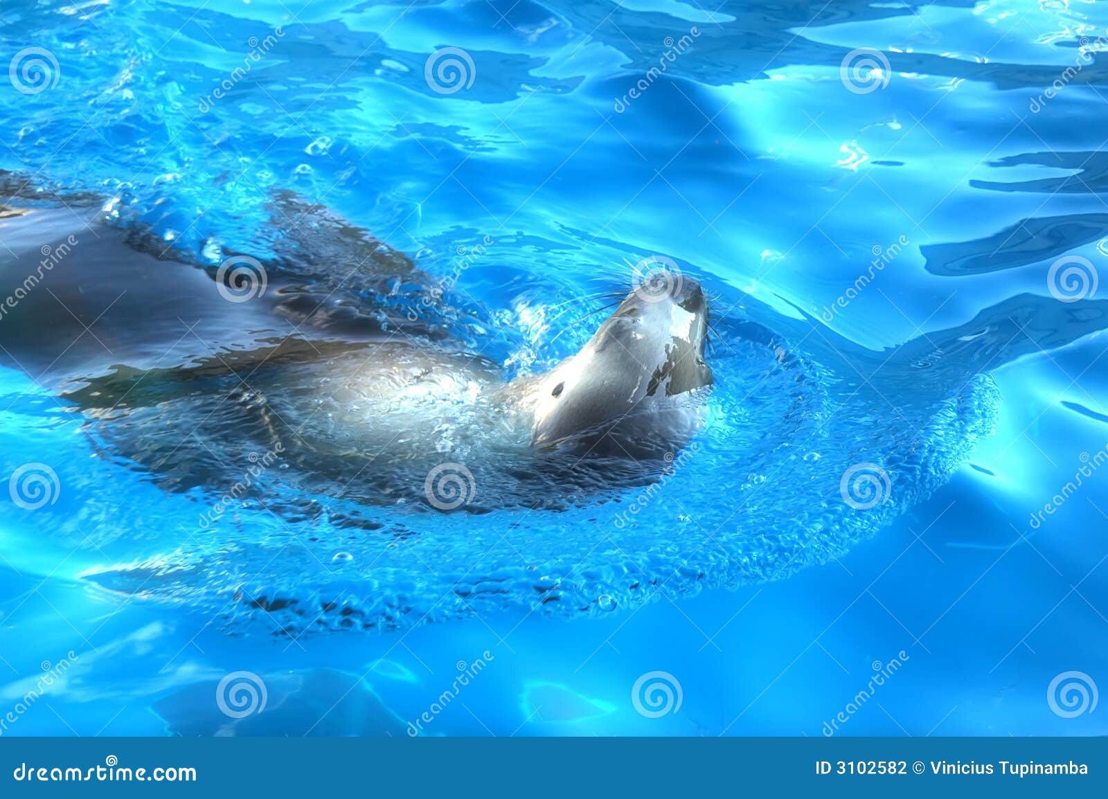 Seal stock photo. Image of animal, pool, marine, swiming - 3102582