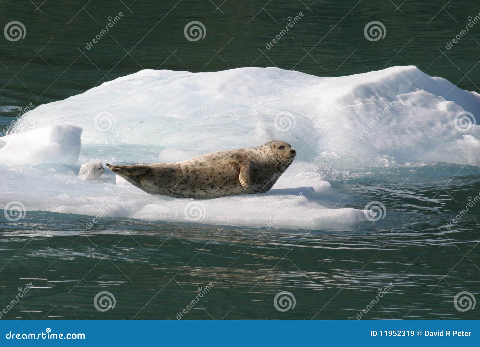 Seal on Alaskan Iceberg stock image. Image of mountains - 11952319