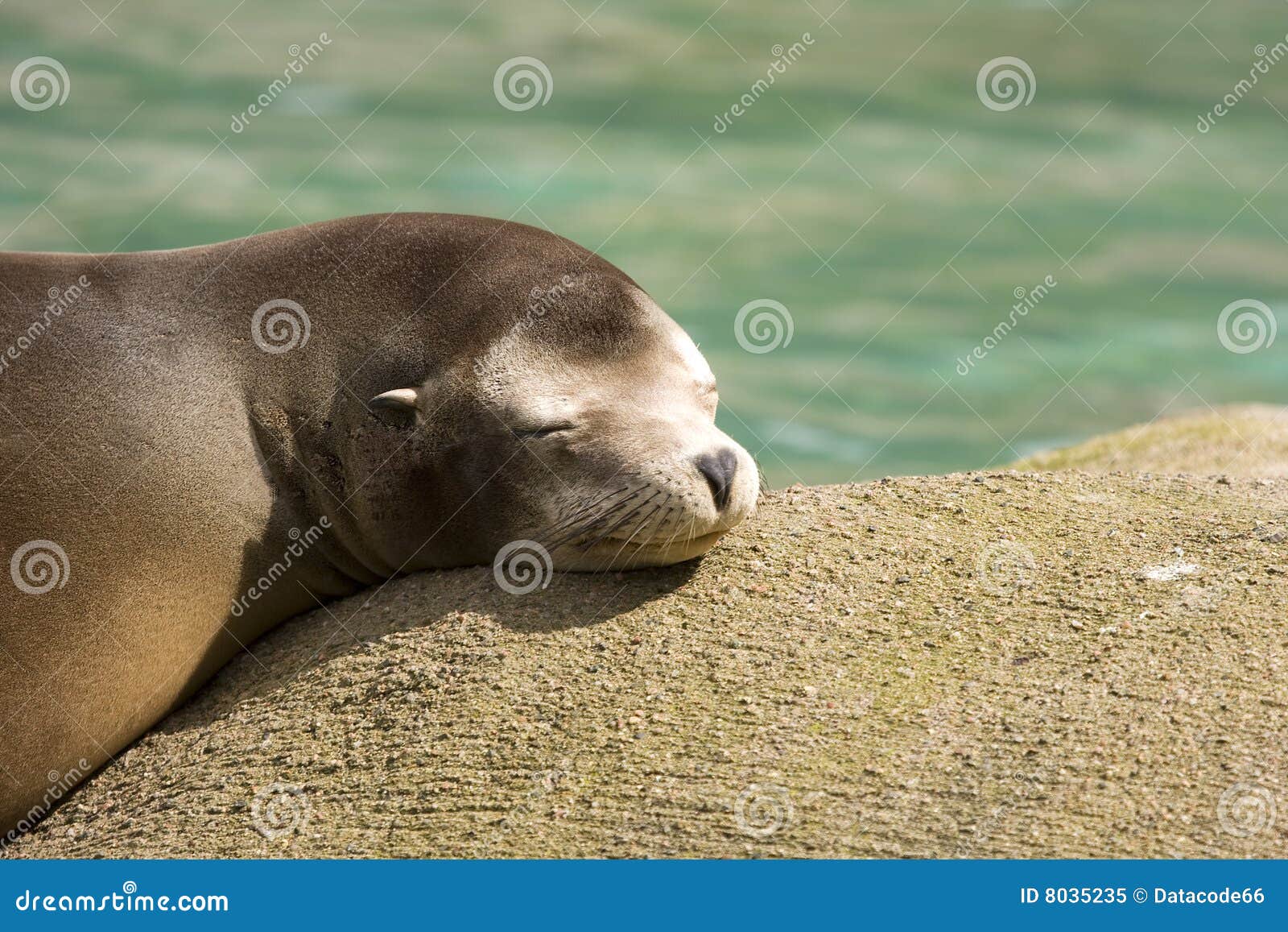 Seal Basking In Sun Picture. Image: 8035235