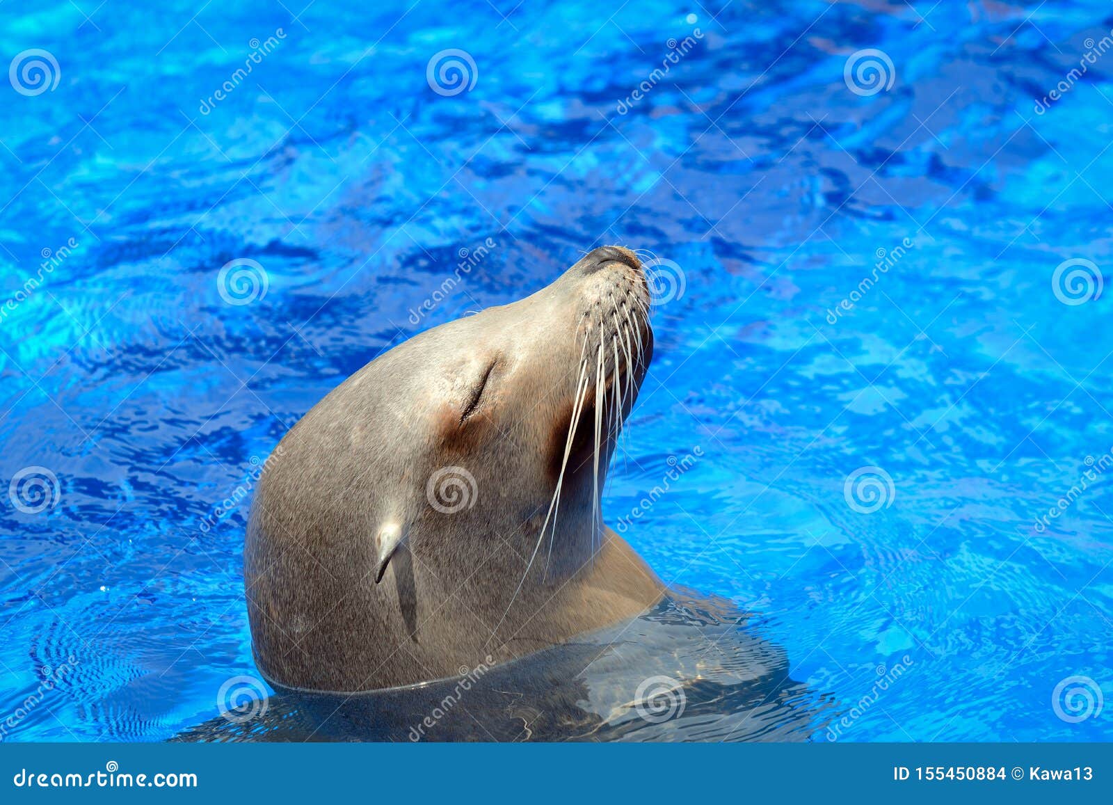 Seal basking in the sun stock photo. Image of mammal - 155450884