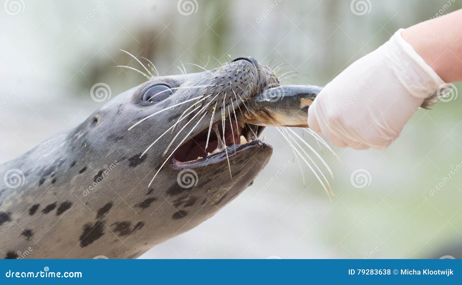 Seal being fed stock photo. Image of animal, open, fish - 79283638