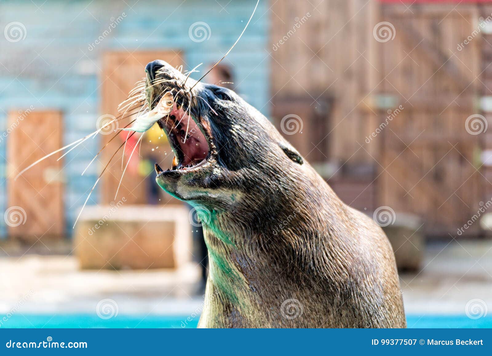 Seal Catches Fish with the Mouth Stock Image - Image of kust, harbour ...