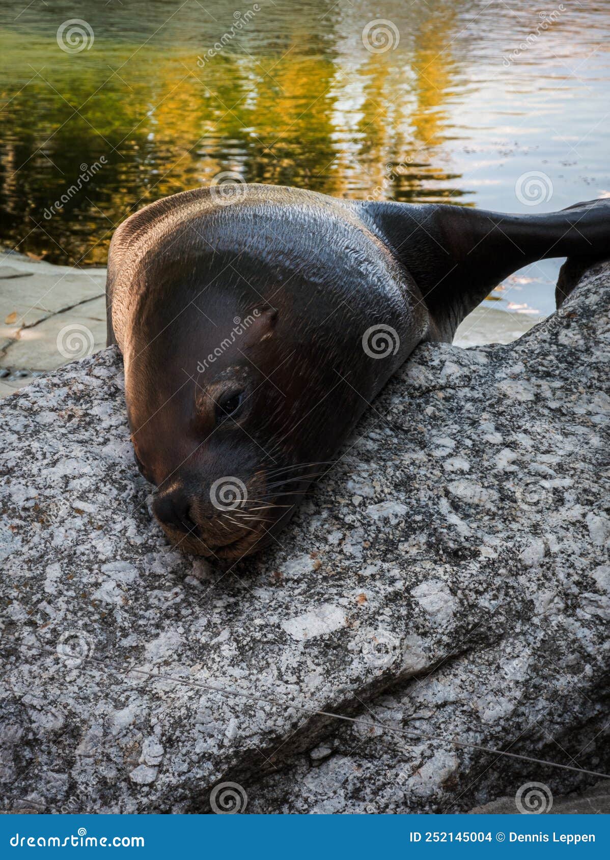 Seal Chilling on a Rock Robbe Stock Photo - Image of seal, rock: 252145004