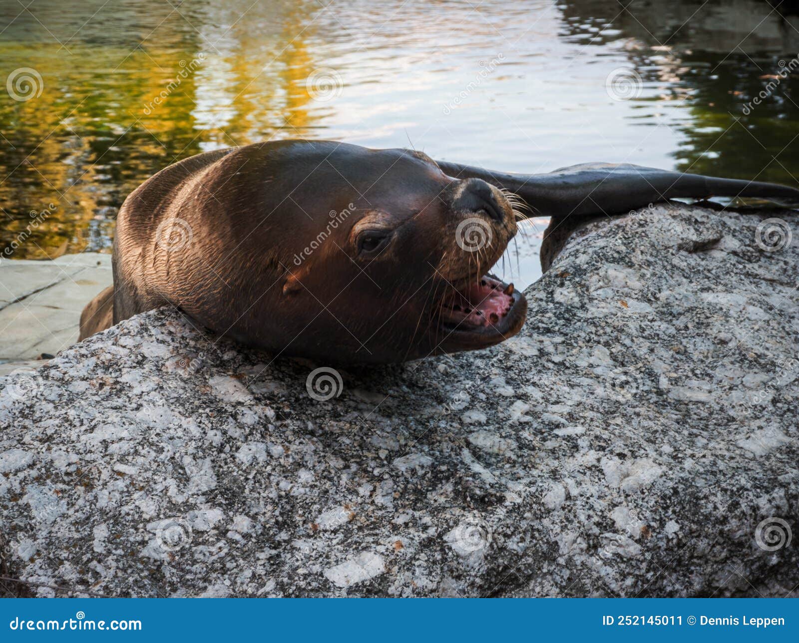 Seal Chilling on a Rock Robbe Stock Image - Image of dolphin, fish ...