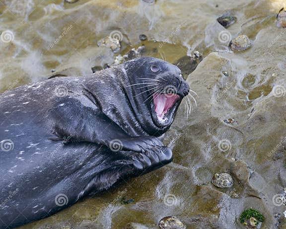 Seal clapping stock image. Image of pacific, lion, harbor - 34109817