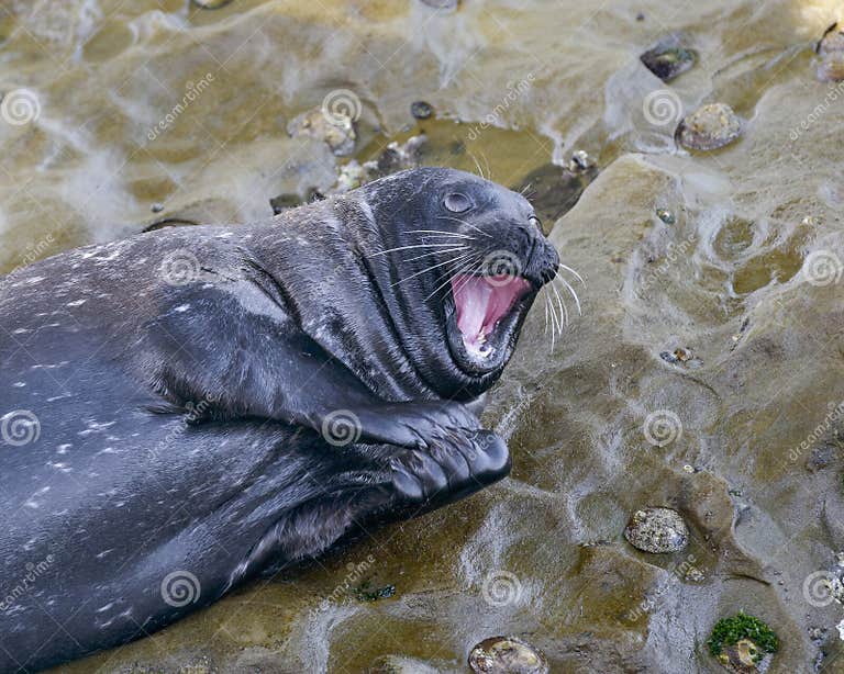 Seal clapping stock image. Image of pacific, lion, harbor - 34109817