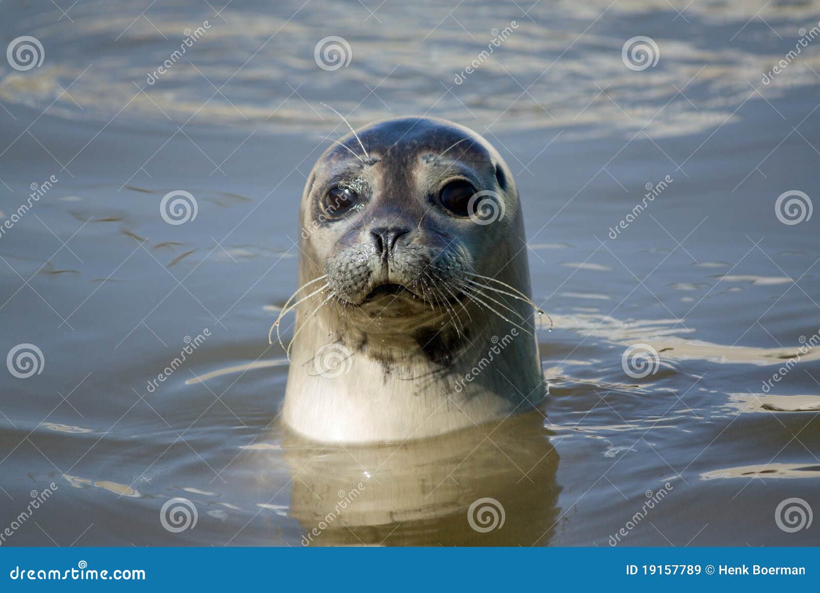 Seal close up stock image. Image of open, blue, seal - 19157789