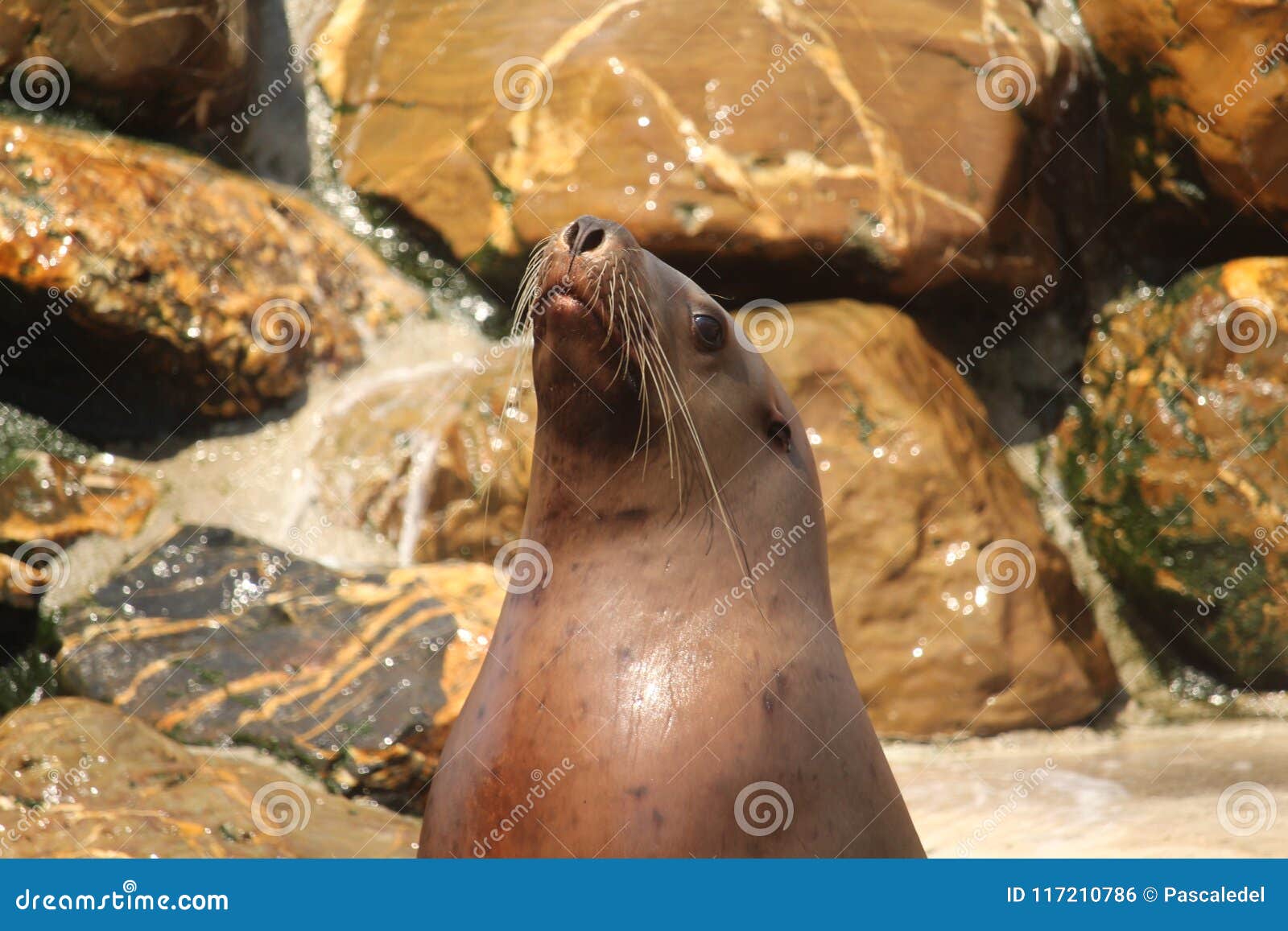 Seal Close Up stock photo. Image of beach, seal, sleeping - 117210786