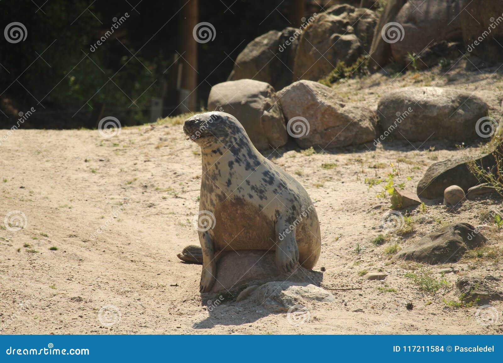 Seal Close Up stock photo. Image of sealion, close, nice - 117211584
