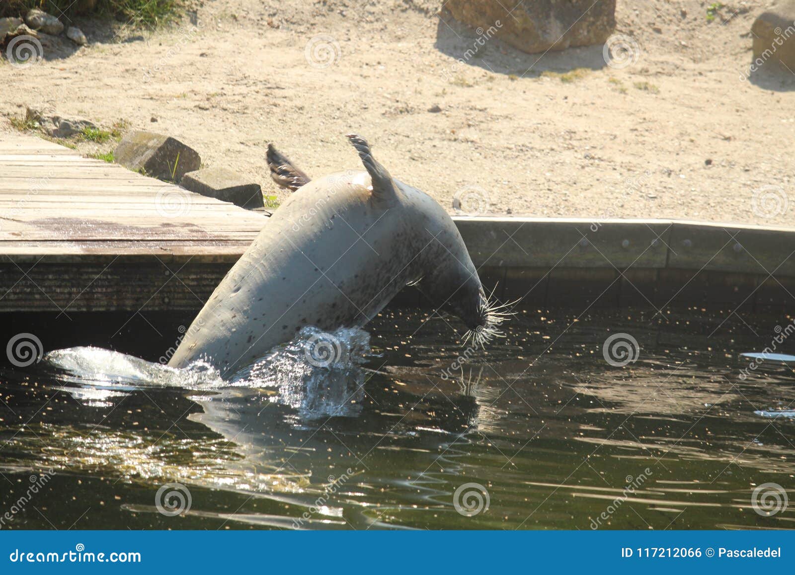 Seal Close Up stock photo. Image of nature, seals, cute - 117212066