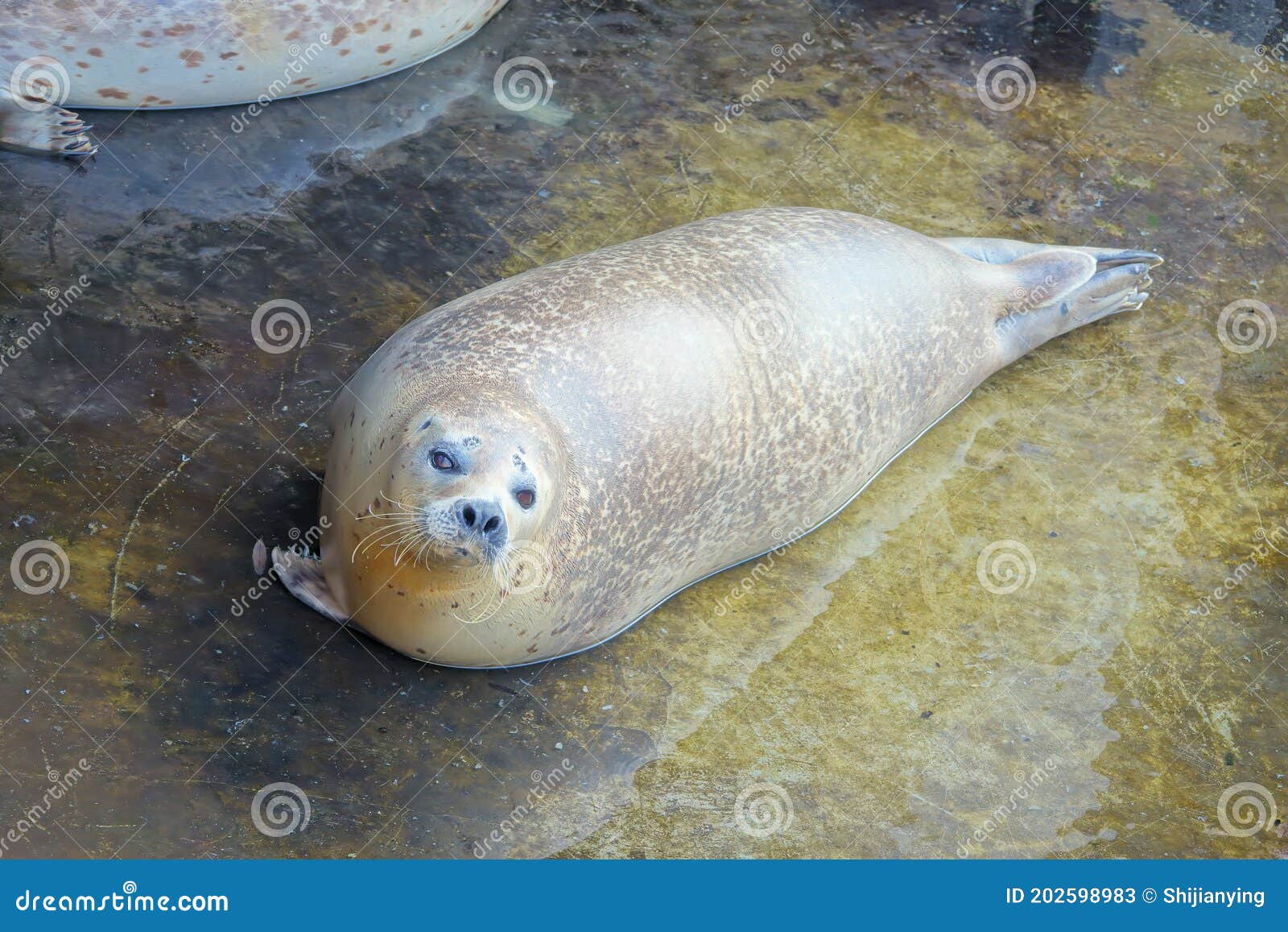 Seal stock image. Image of natural, mammal, amphibian - 202598983