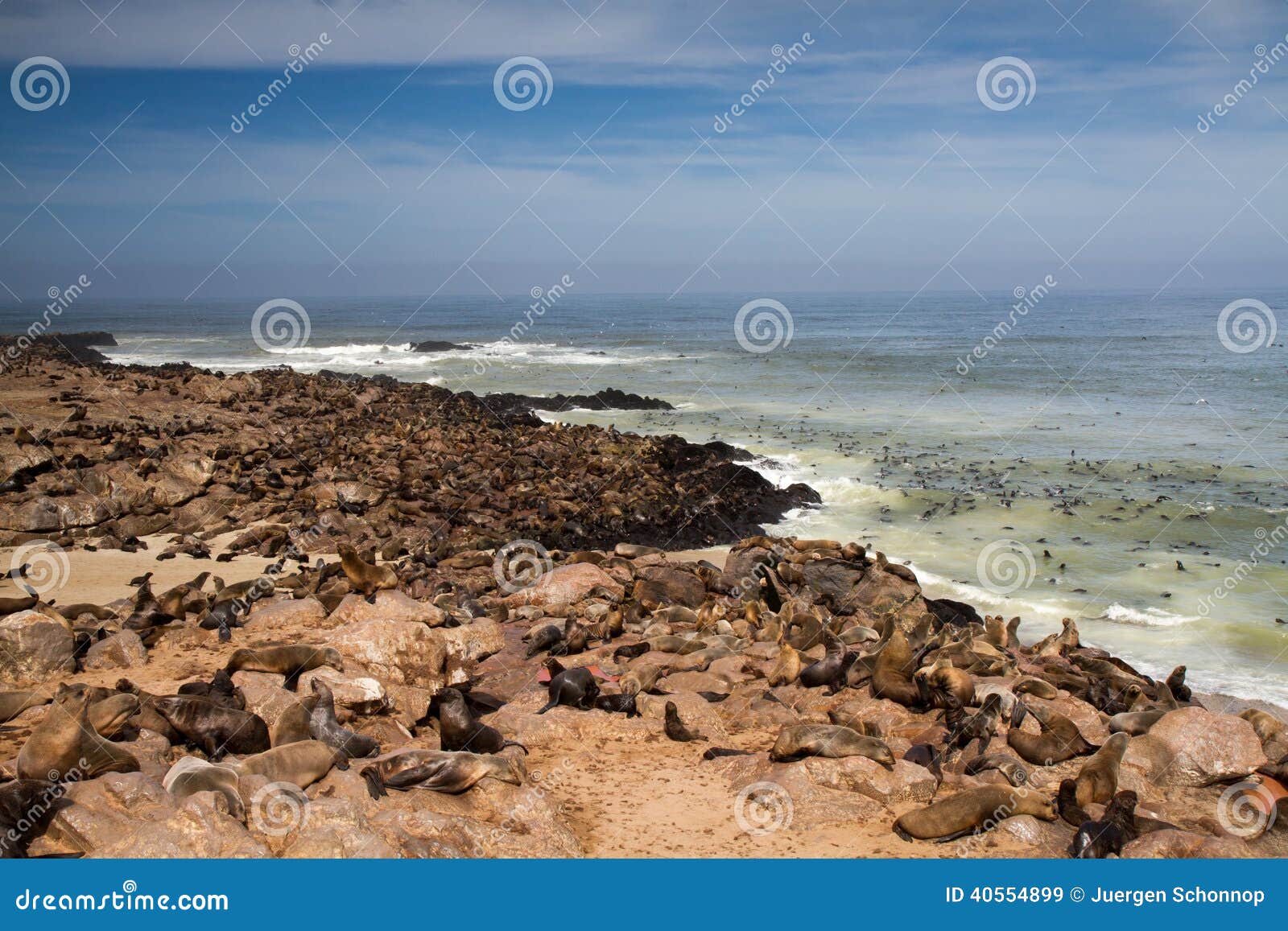 Seal colony at Cape Cross stock image. Image of animal - 40554899