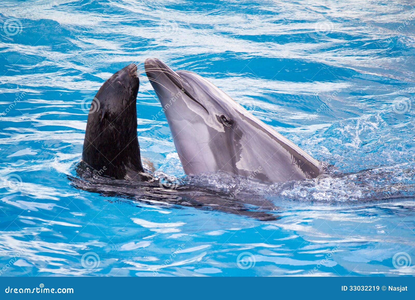Seal and dolphin stock image. Image of dolphin, ocean - 33032219