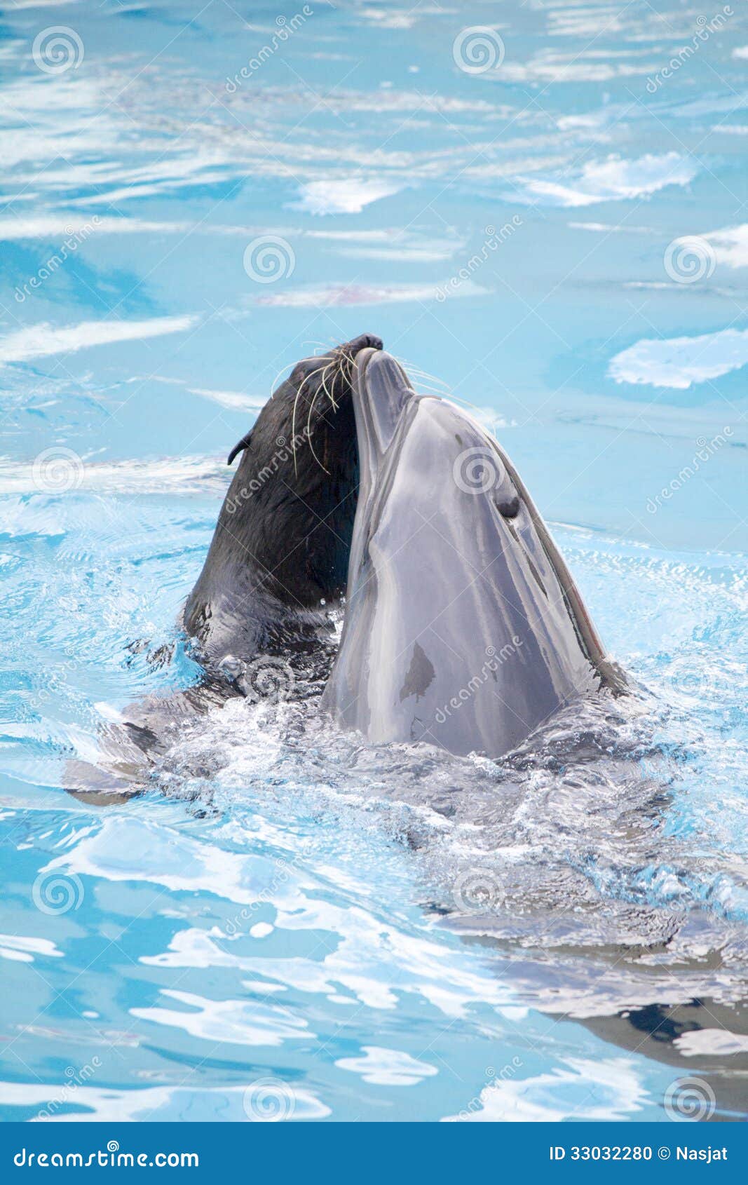 Seal and dolphin stock photo. Image of marine, summer - 33032280