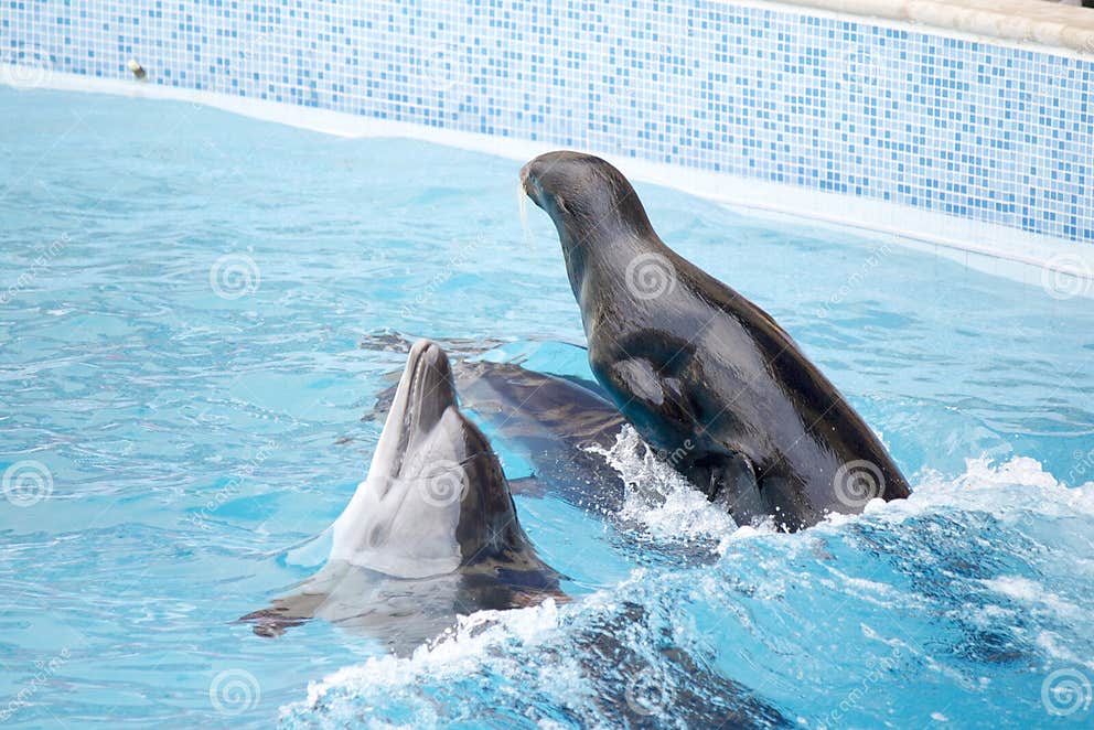 Seal and dolphin stock image. Image of mammal, nature - 33032339