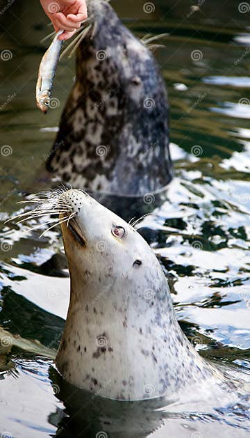 Seal eating fish stock image. Image of aquatic, animals - 20199155
