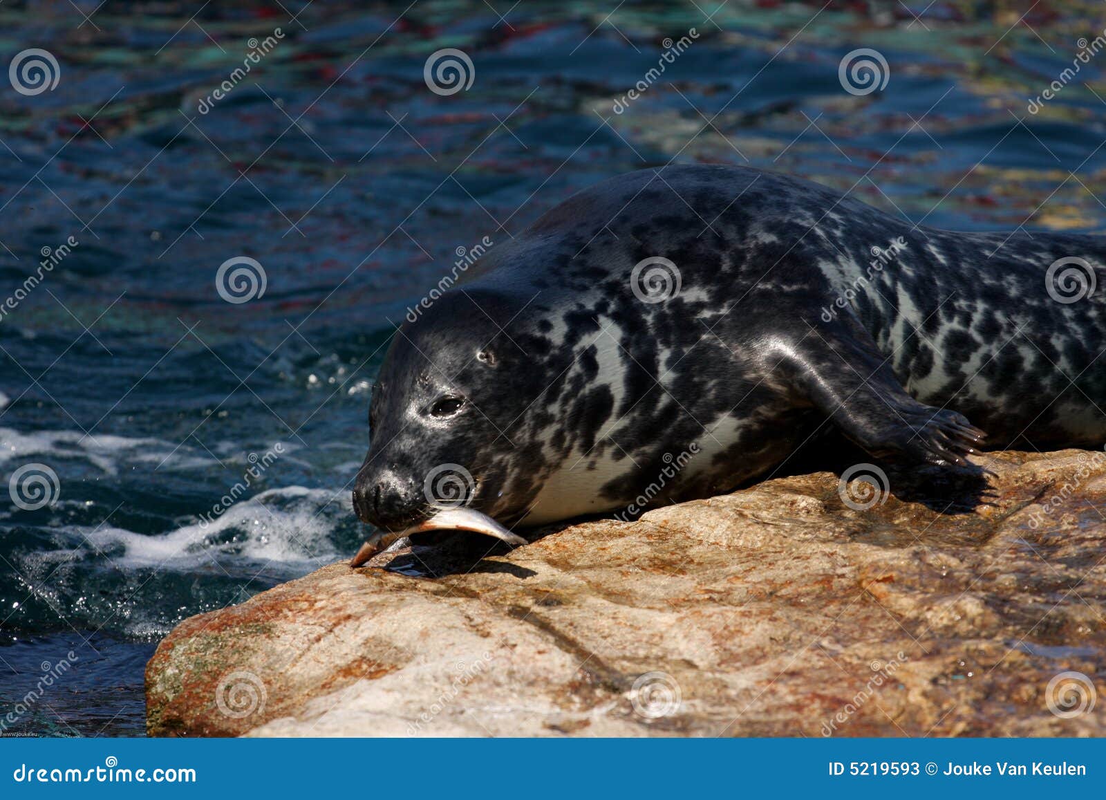 Seal eating fish stock image. Image of fight, hunting - 5219593