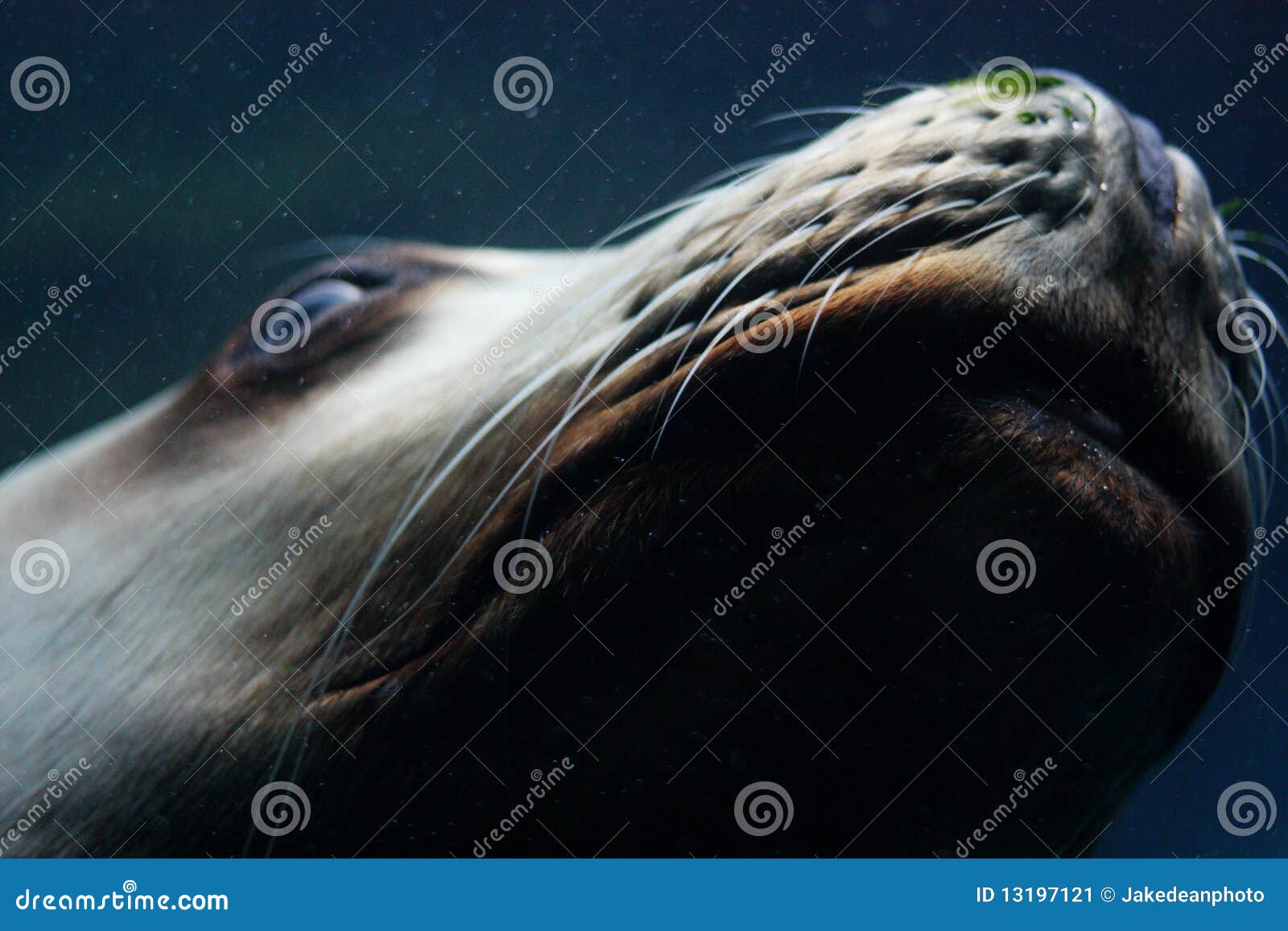 Seal face stock image. Image of antarctica, environment - 13197121