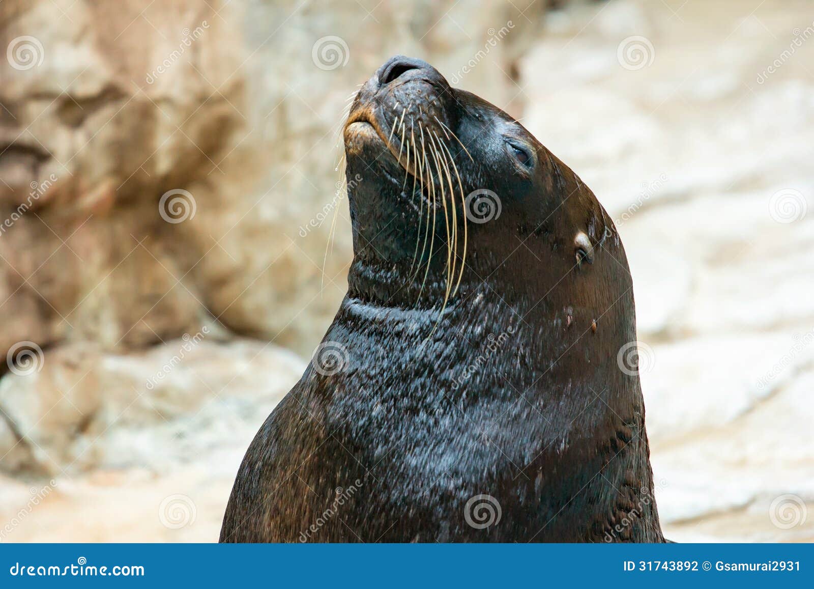 Seal face stock photo. Image of coast, life, shore, cute - 31743892